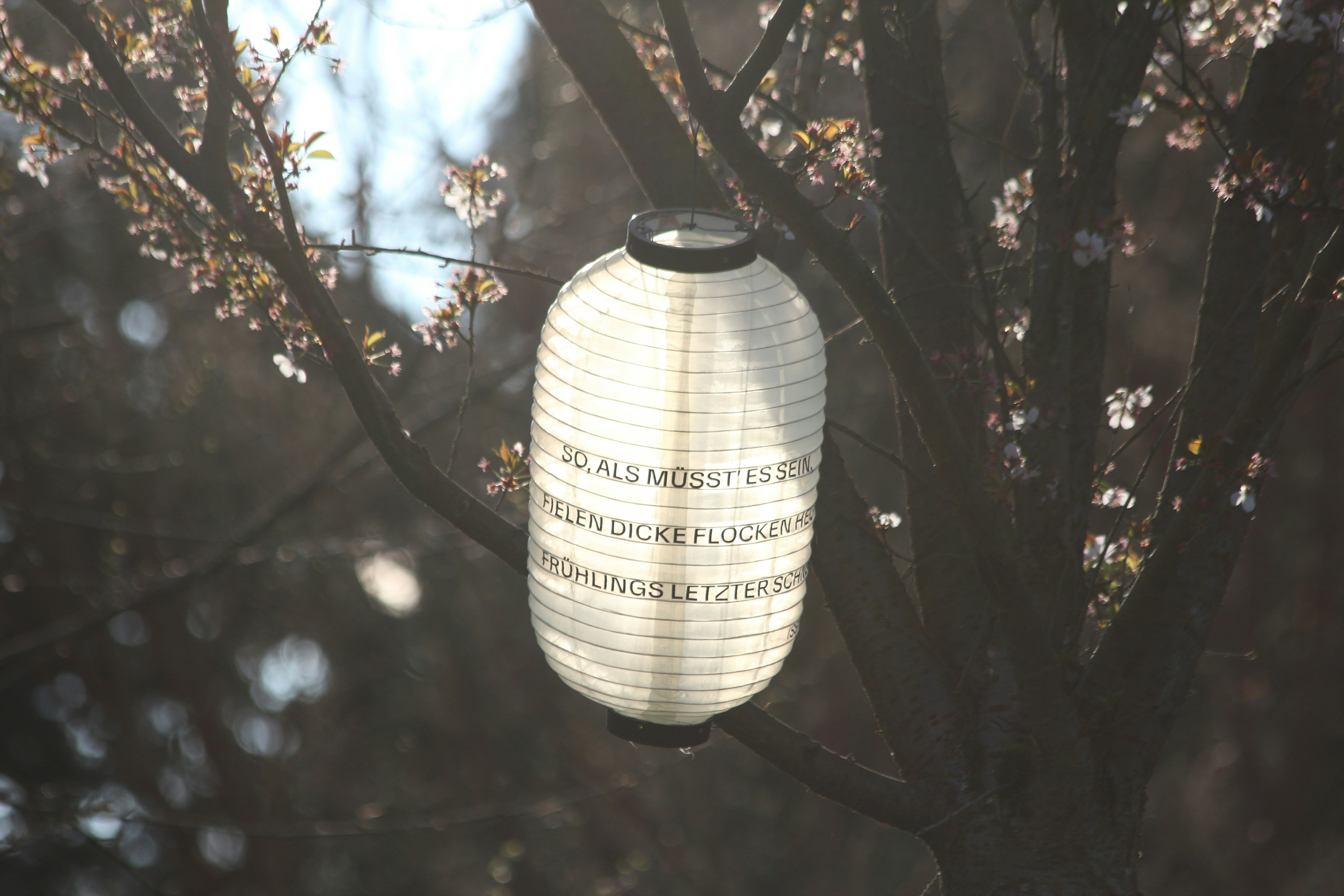 Lantern in Bloom: A Gentle Spring Glow