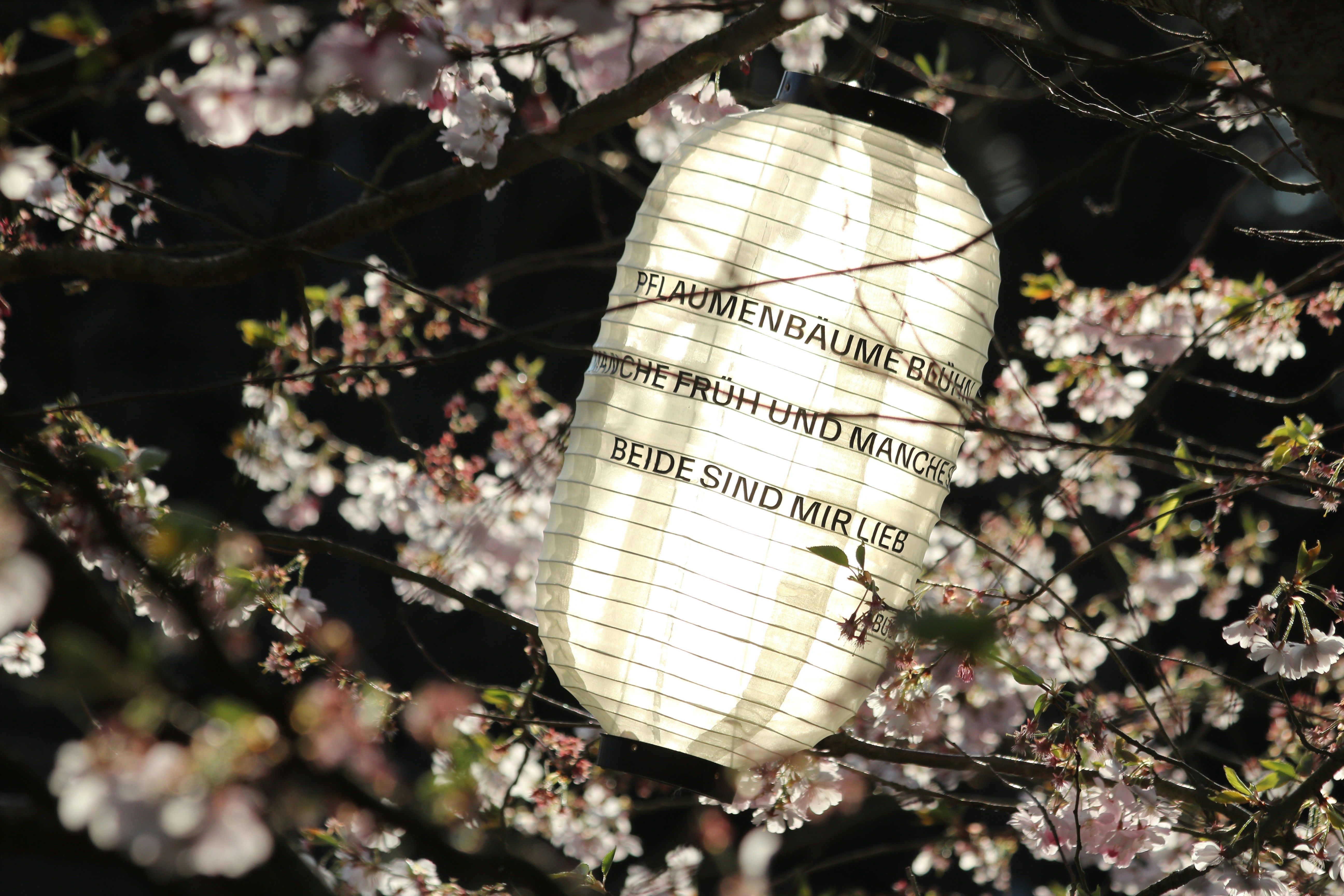 Lantern in Bloom: A Night Crane of Sakura Light