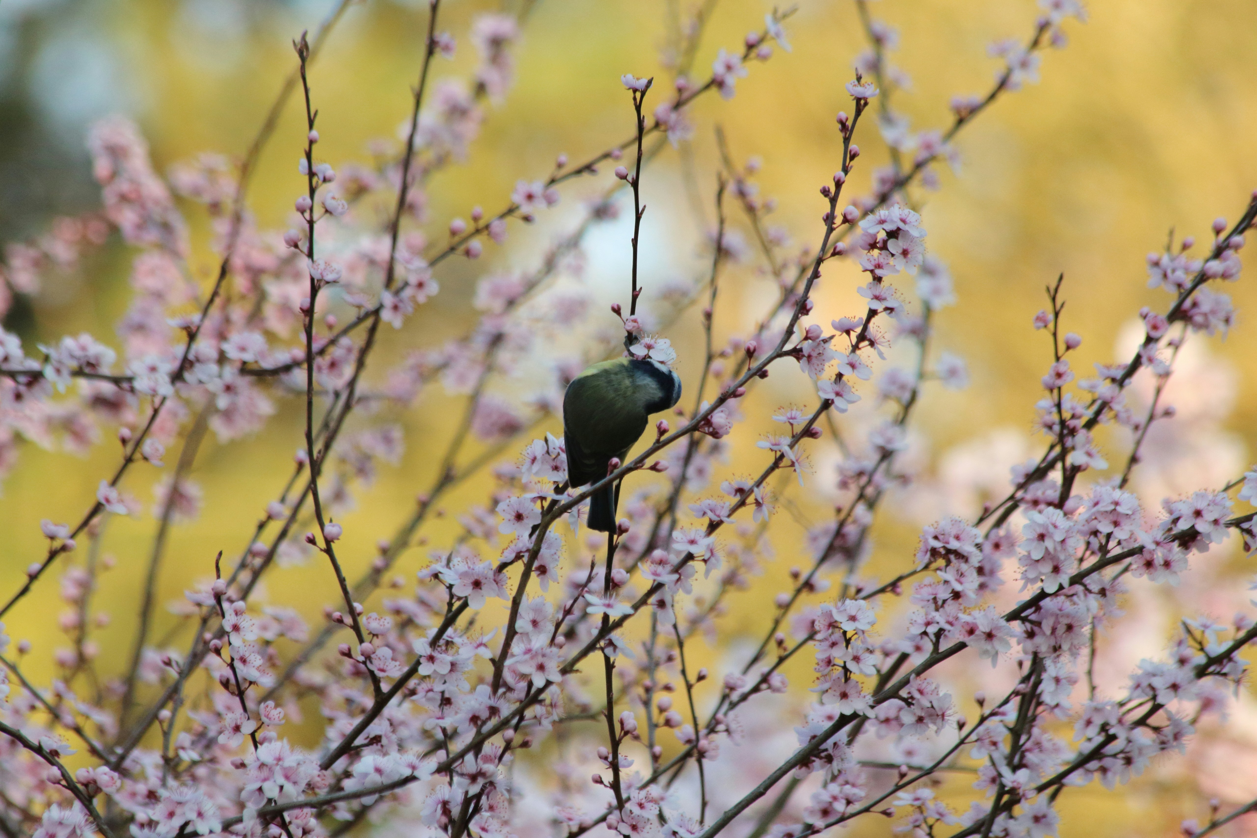 Greenfinch Amid Pink Blossoms: A Quiet Moment on Spring Branches