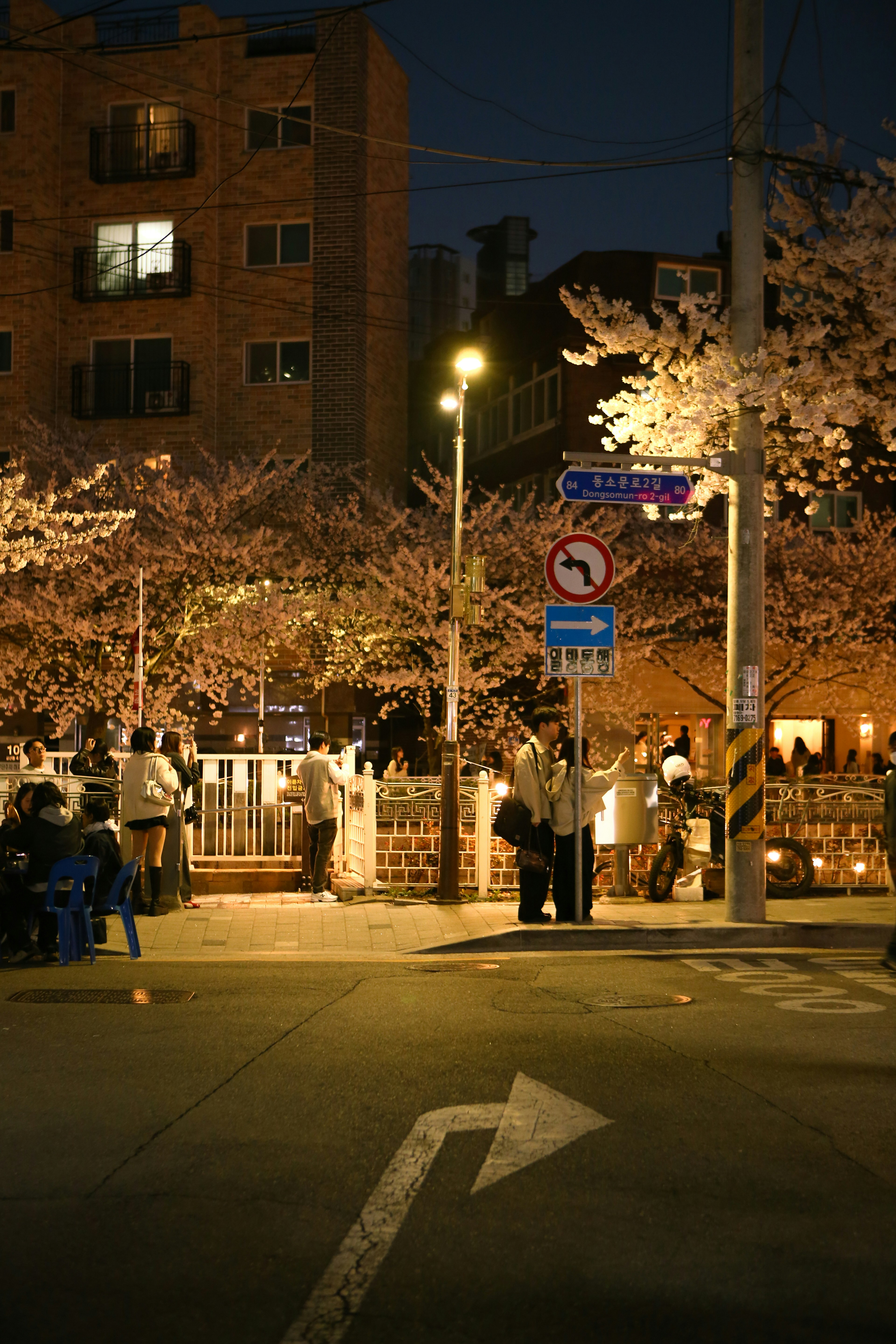 Night bloom in the street: Cherry blossoms frame a city gathering under warm streetlights
