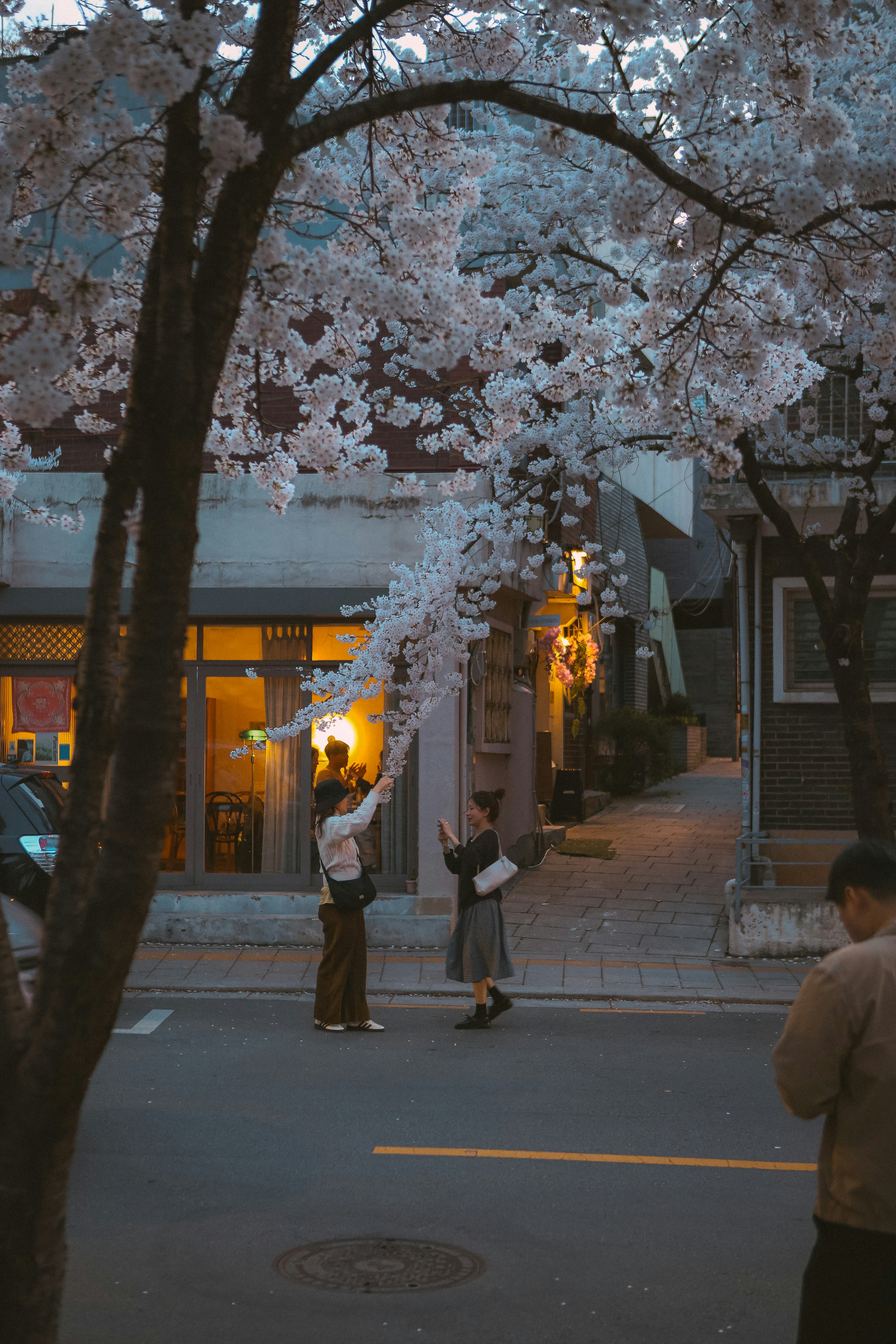Under the Cherry Glow: Evening Meetup Beneath Blooms