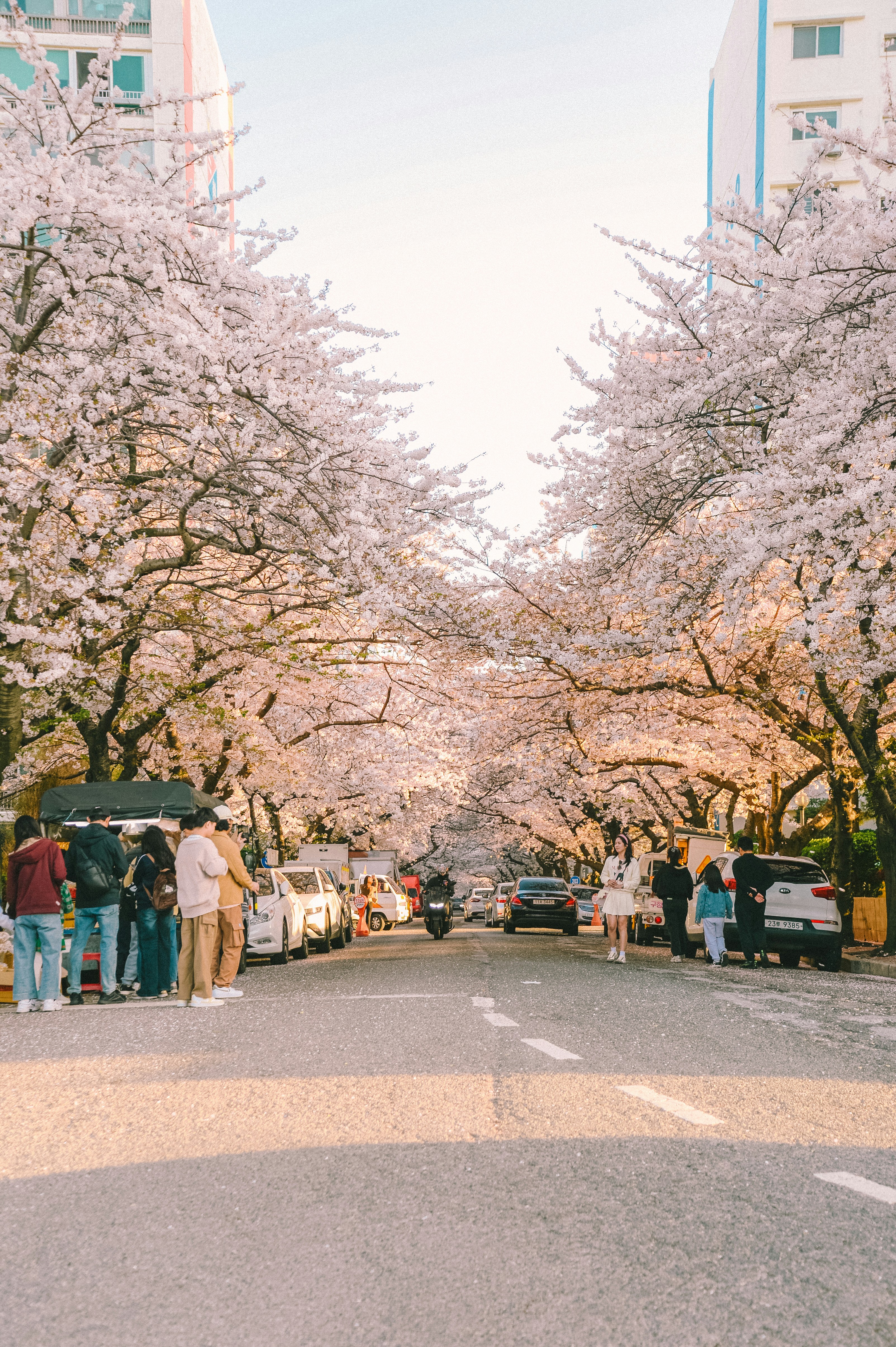 Cherry Blossom Boulevard: A Pedestrian Parade Under Pink Canopies