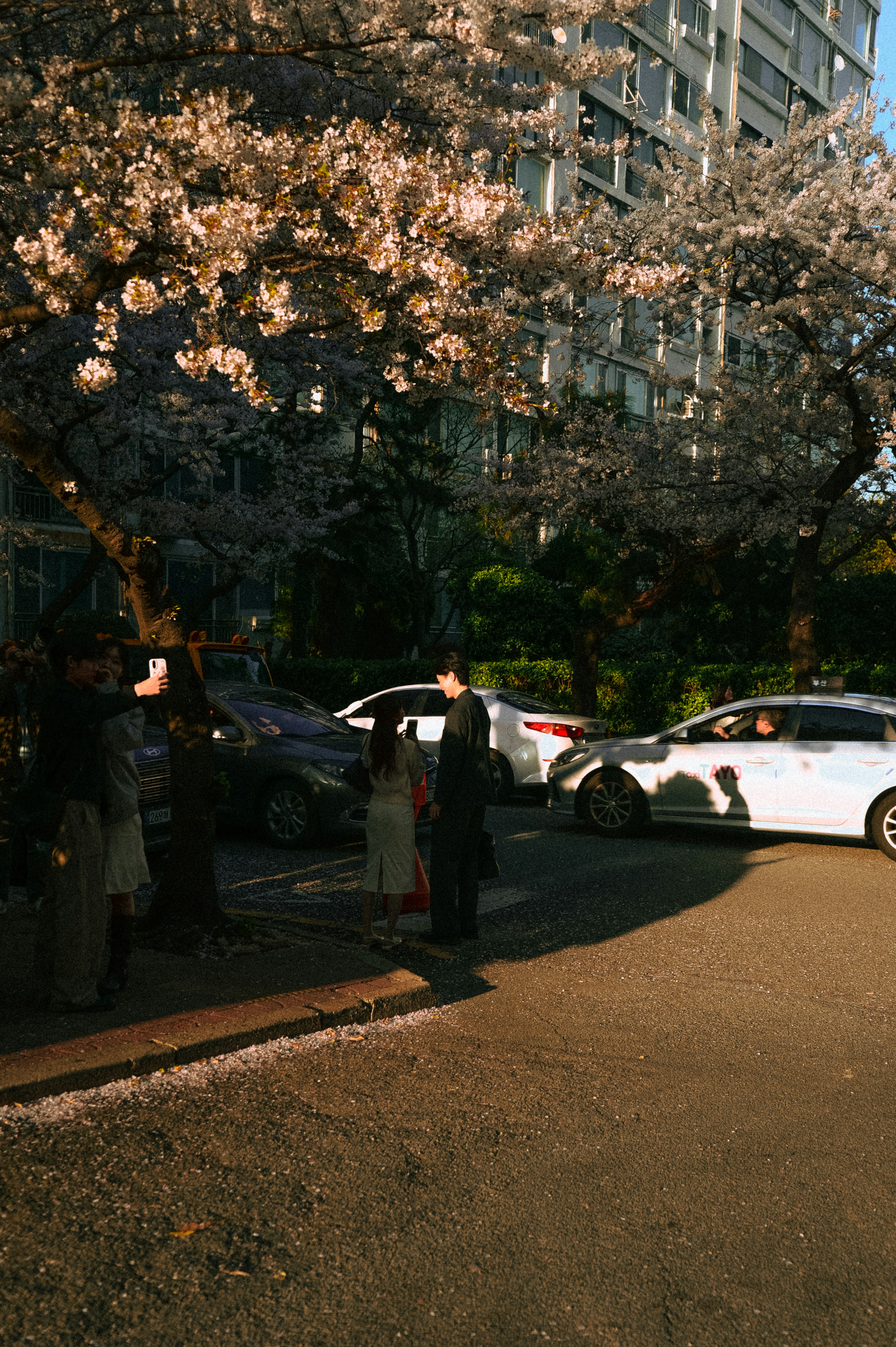 Cherry Blossom Meeting Under Urban Canopy