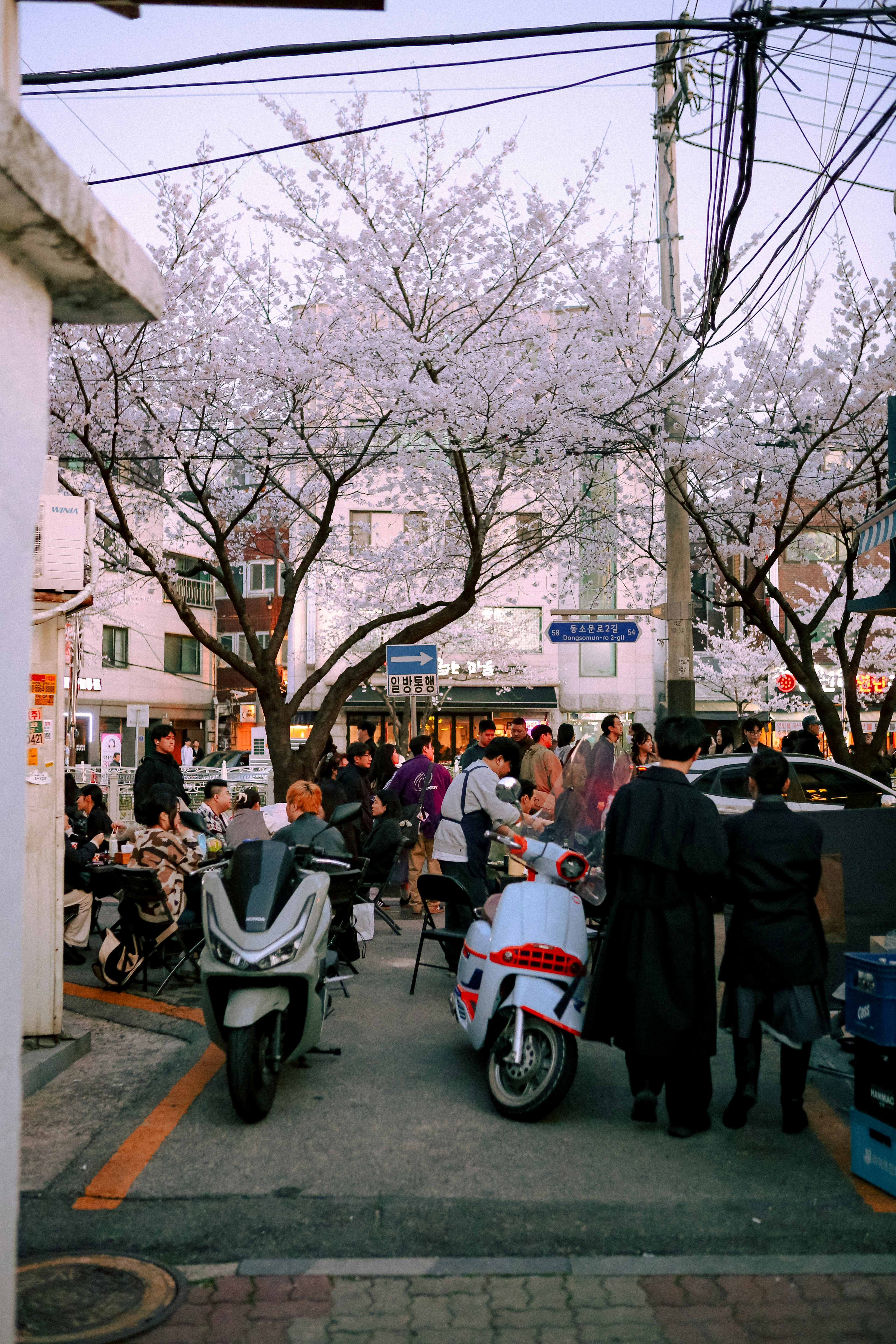 Spring Street Café: Cherry Blossoms and Citylife Converge