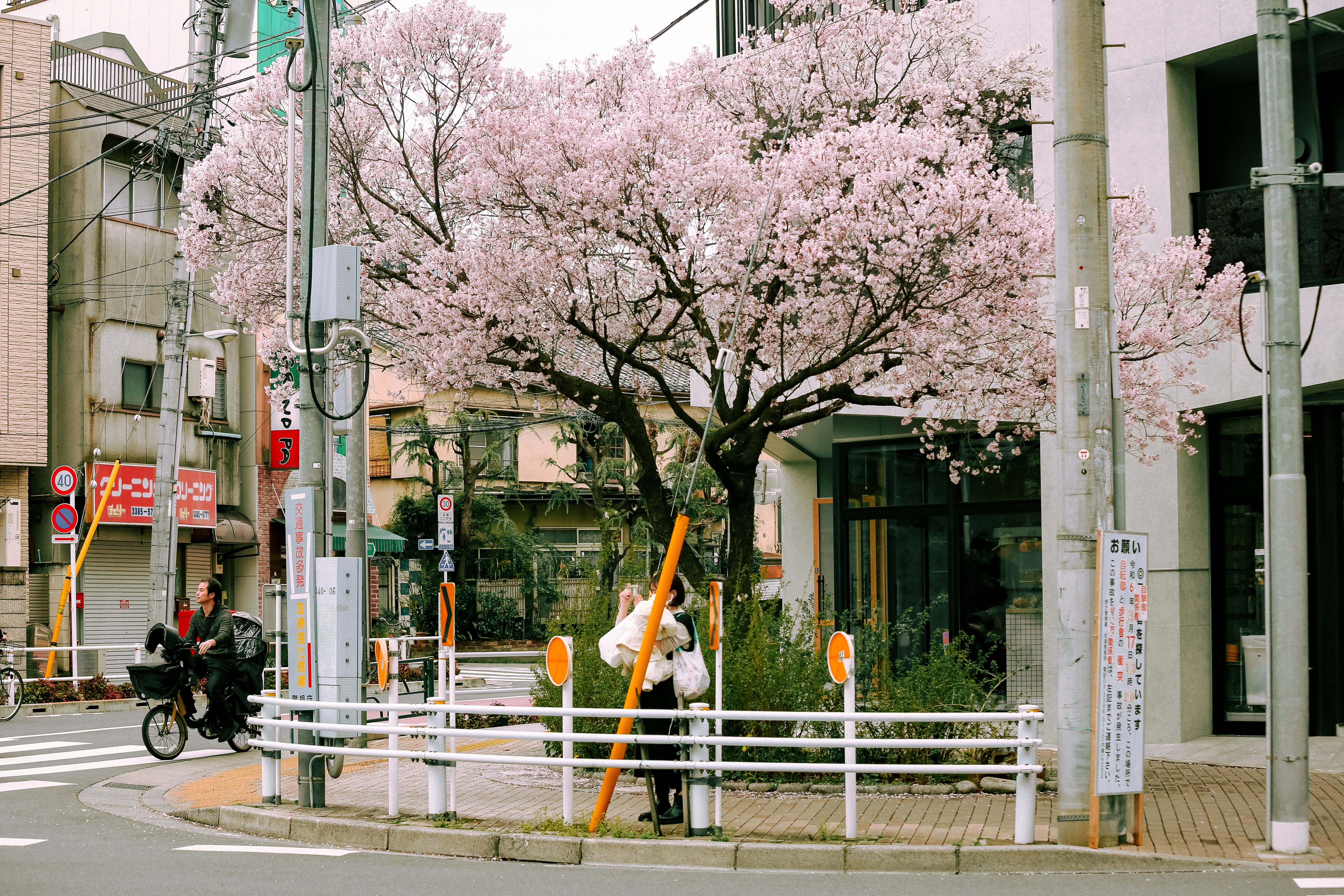 Cherry Blossom Corner: Pedestrian Guardrails, Parked Bike, and a Pink Blooming Canopy