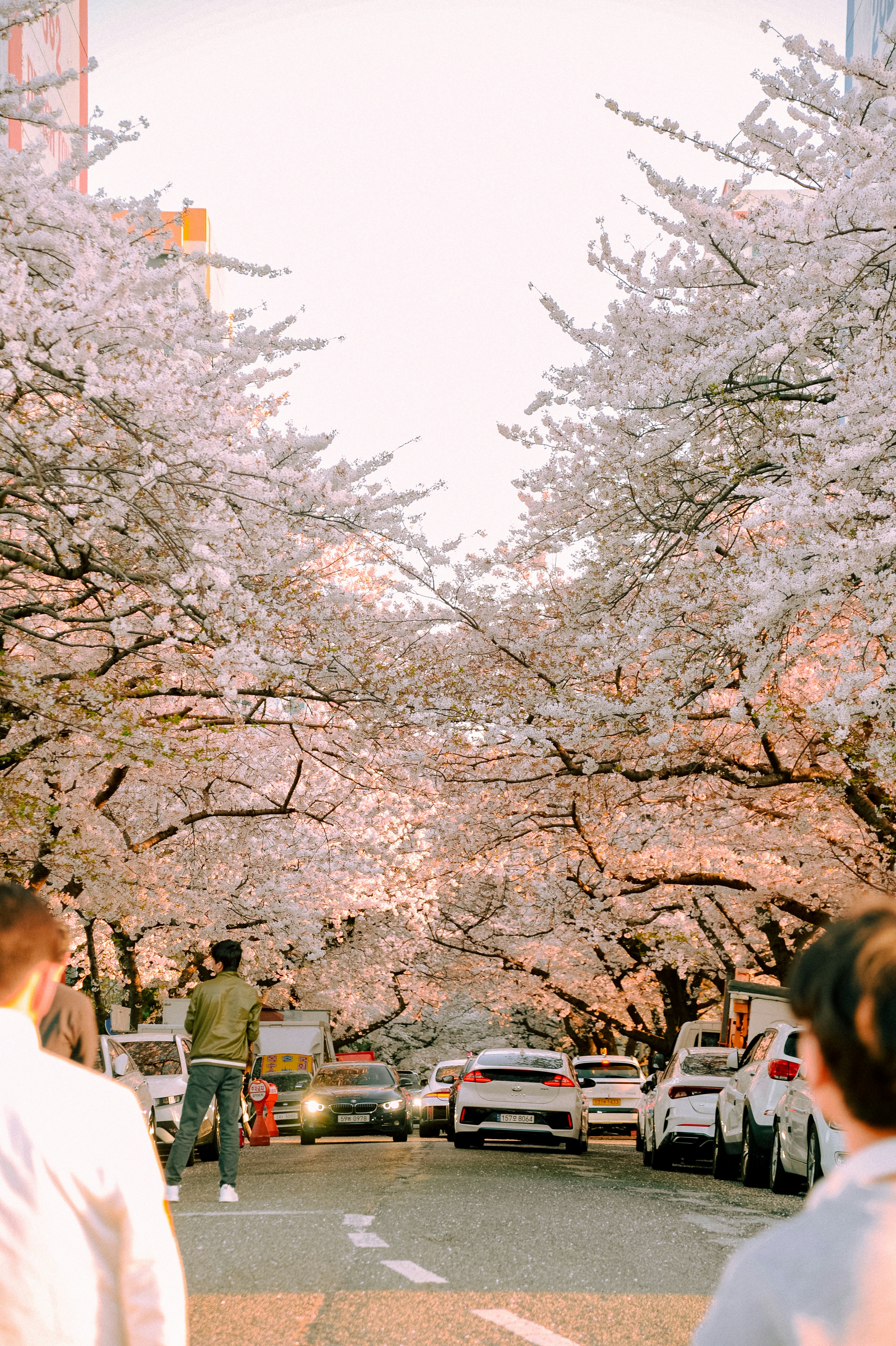 Blossoms Over the Street: A Car-Forward Sakura Parade