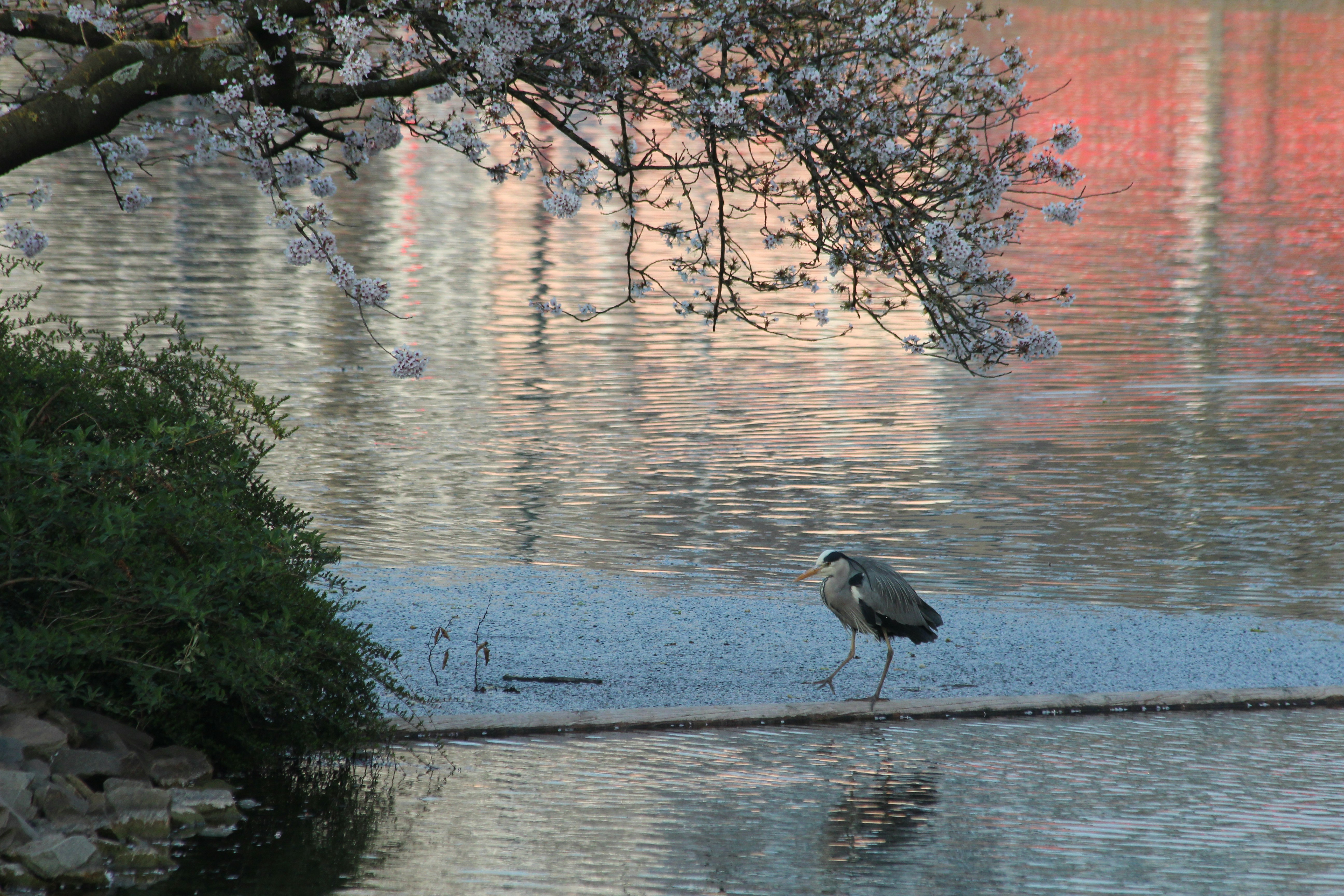 Heron on the Quiet Shore at Dusk