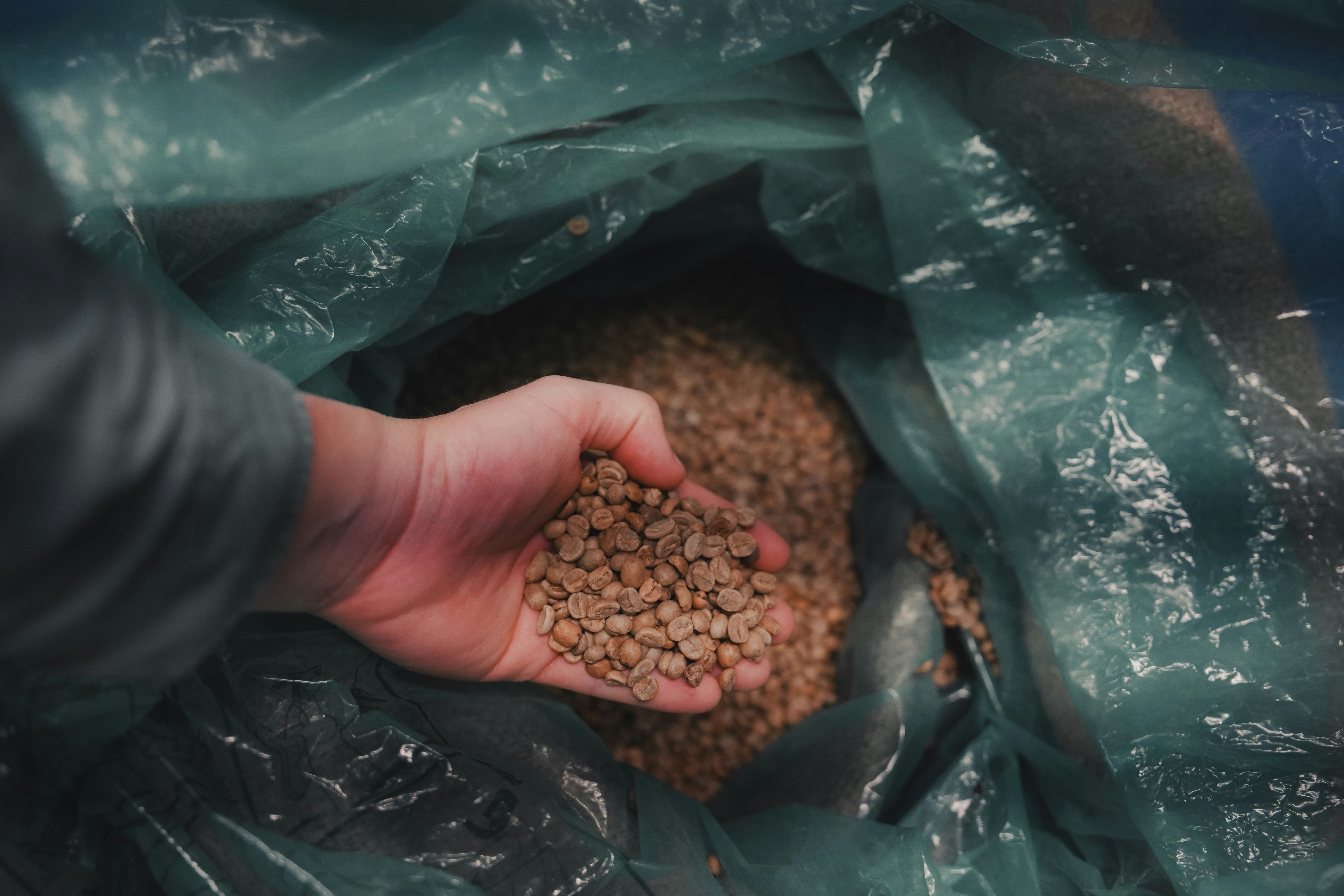 Grain in Hand: A Quiet Delivery of Green Lentils