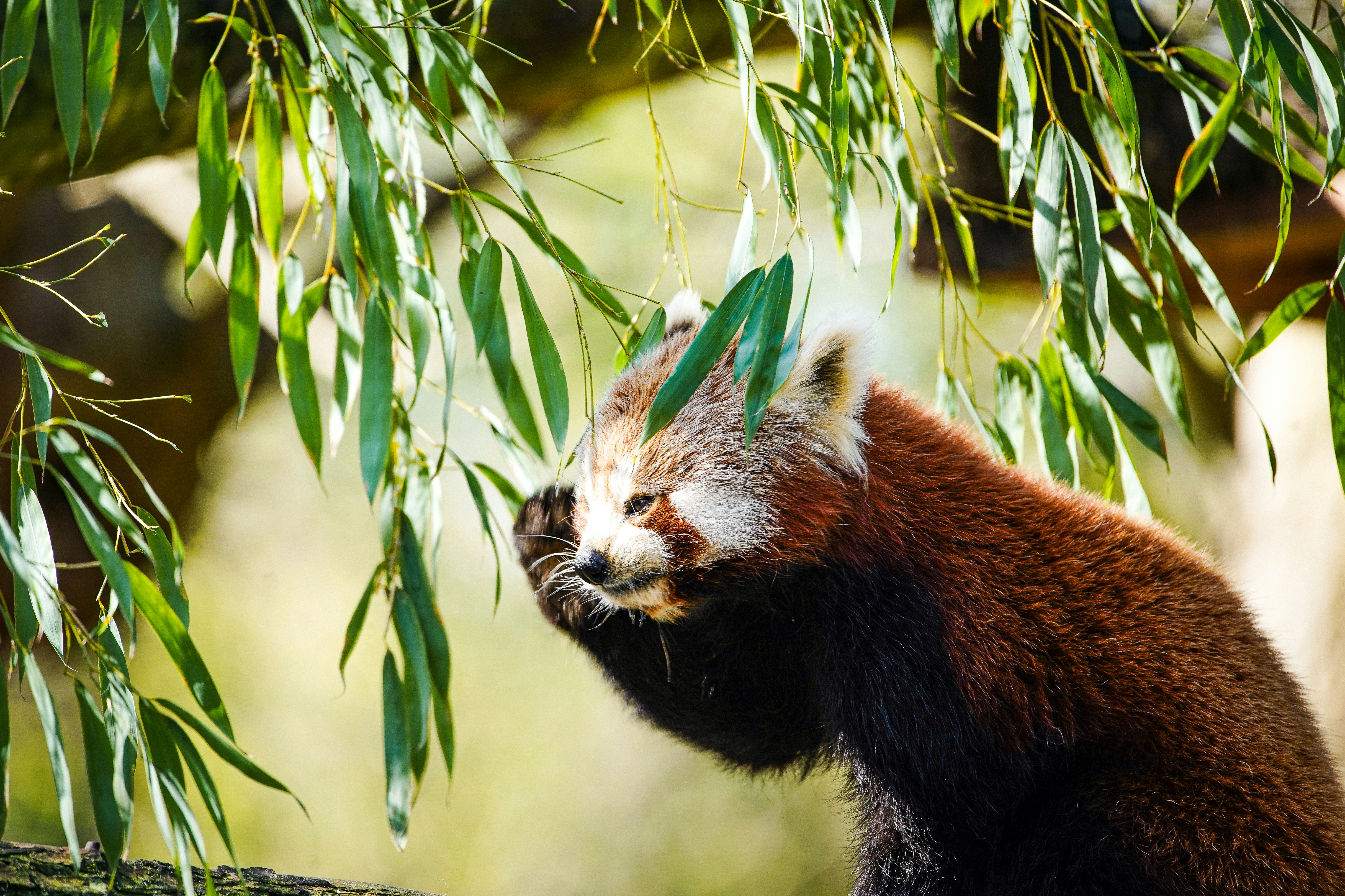 Red Panda Nosing Through Willow Leaves
