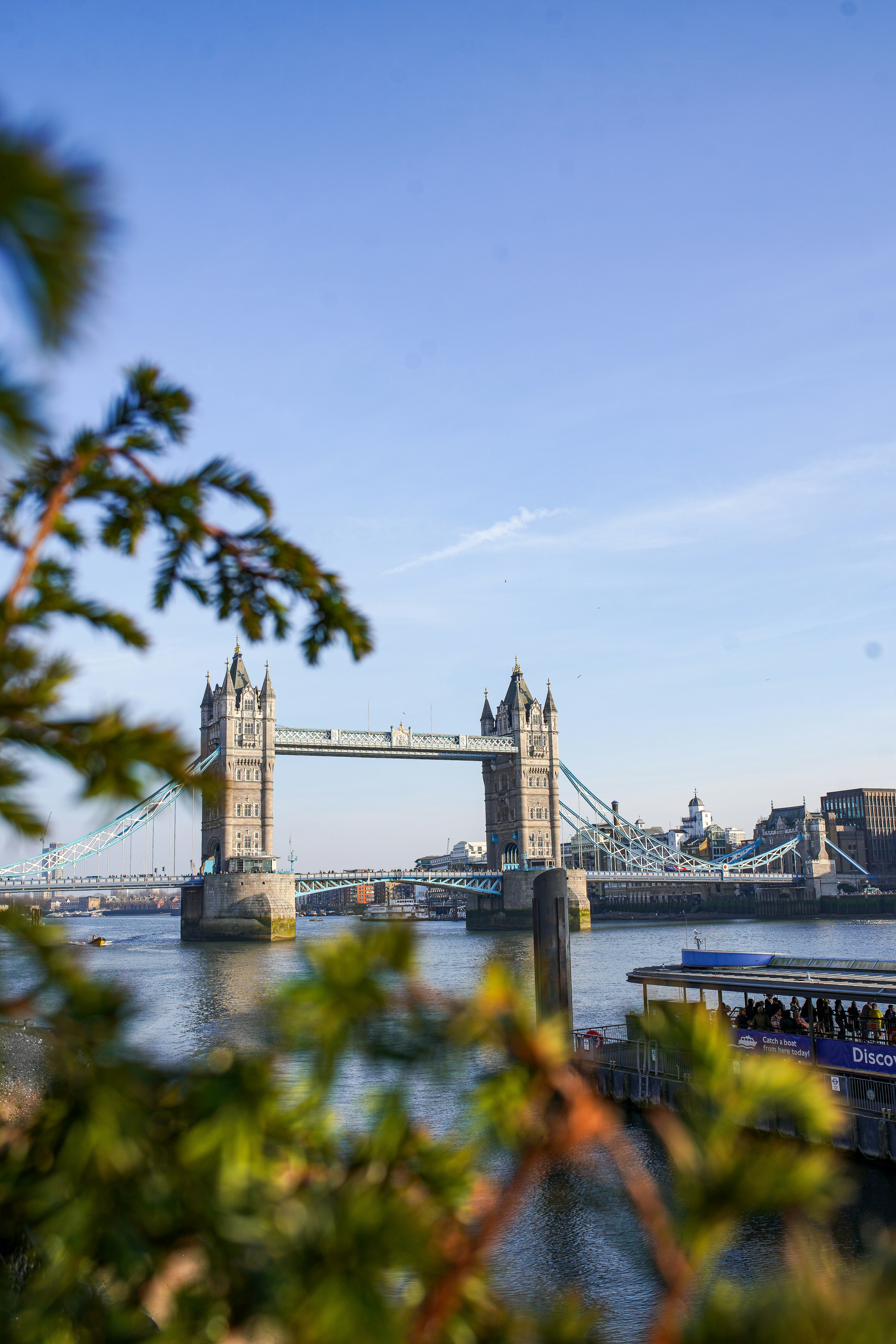 Tower Bridge Framed by Fronds on the Thames