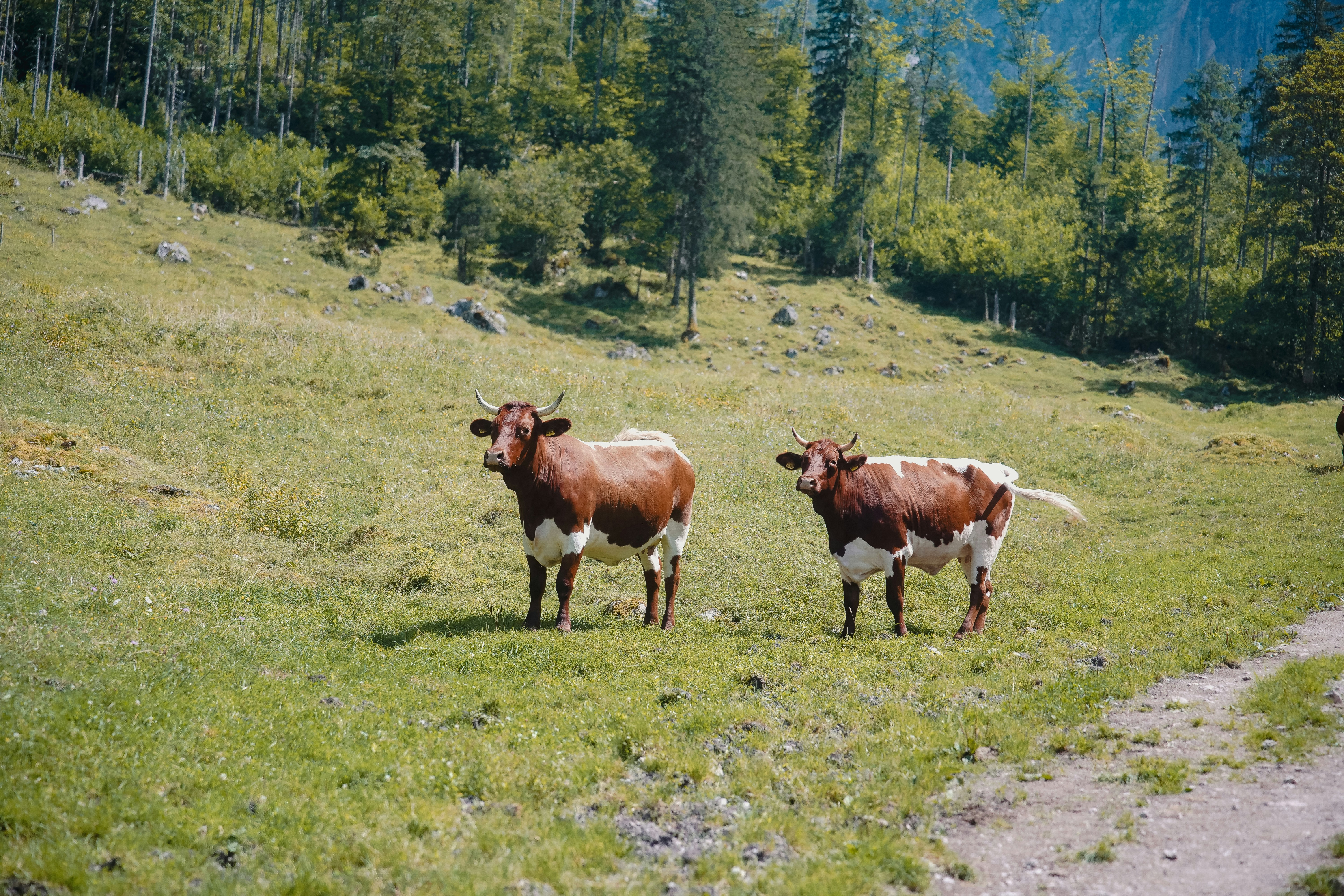 Pasture Companions Under Alpine Pines