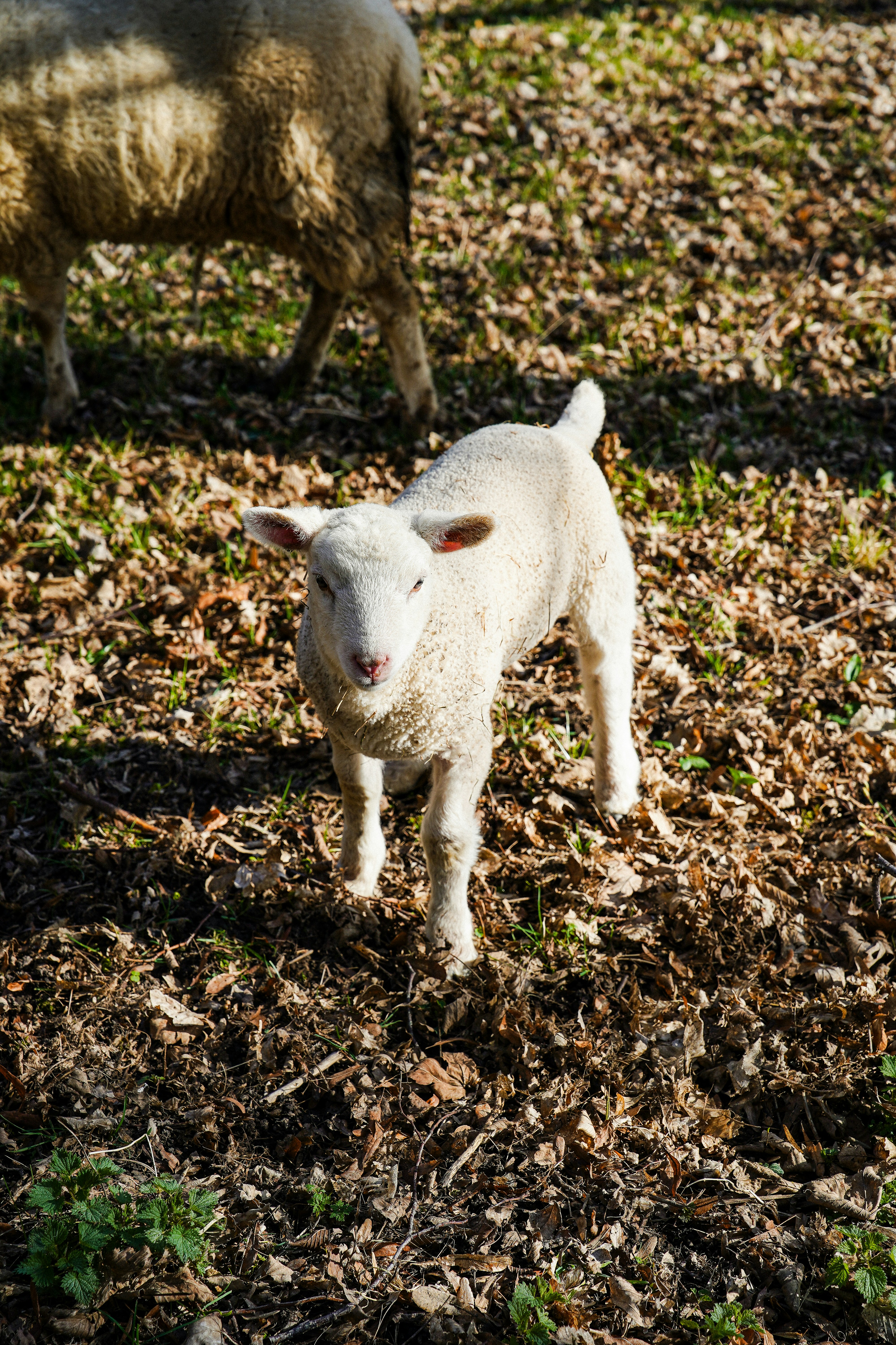 Newborn Flock Stop: A Curious Lamb in Autumn Sunlight