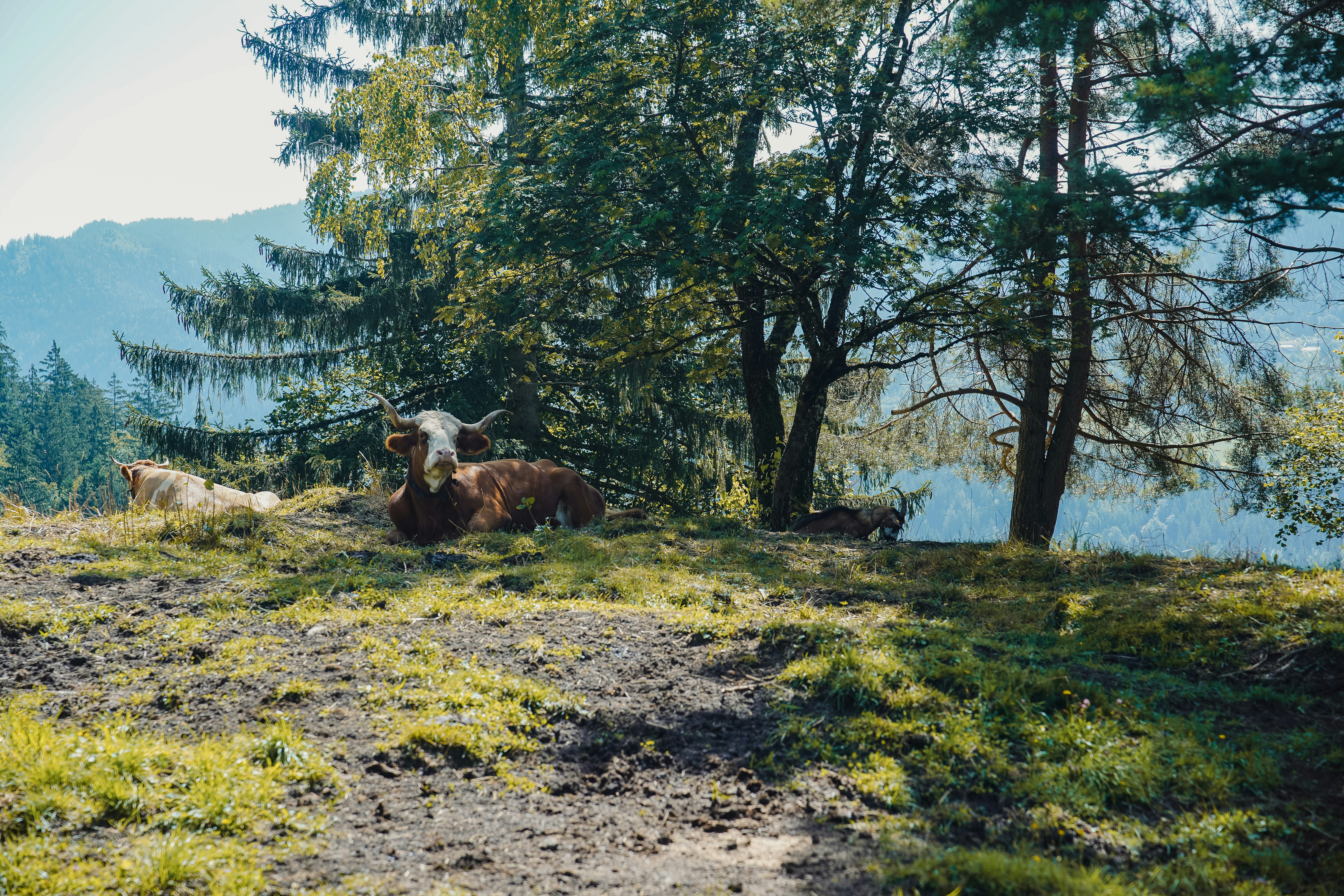 Herd Rest under Dappled Pines on a Mountain Meadow