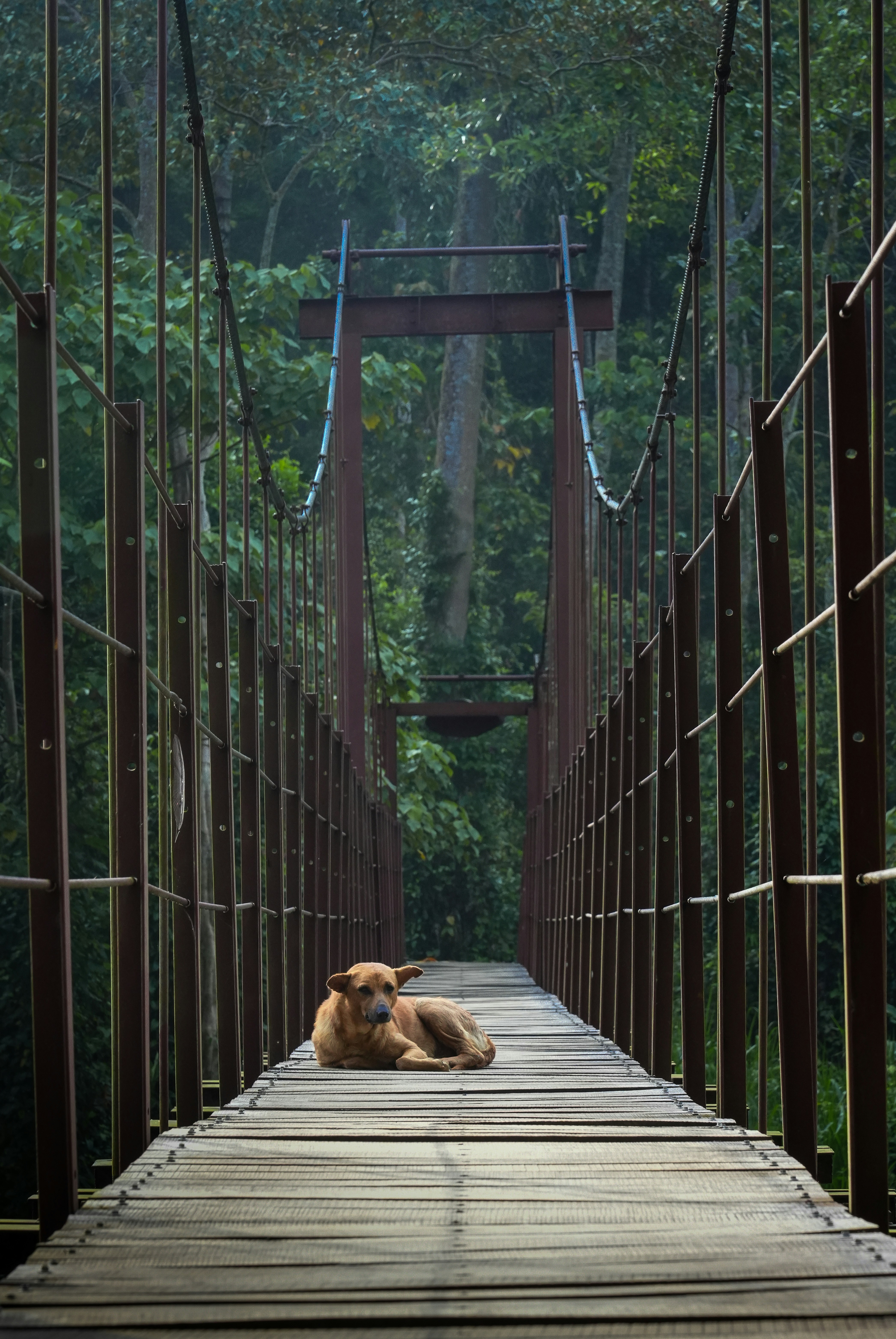 Lone Snug on a Wooden Bridge
