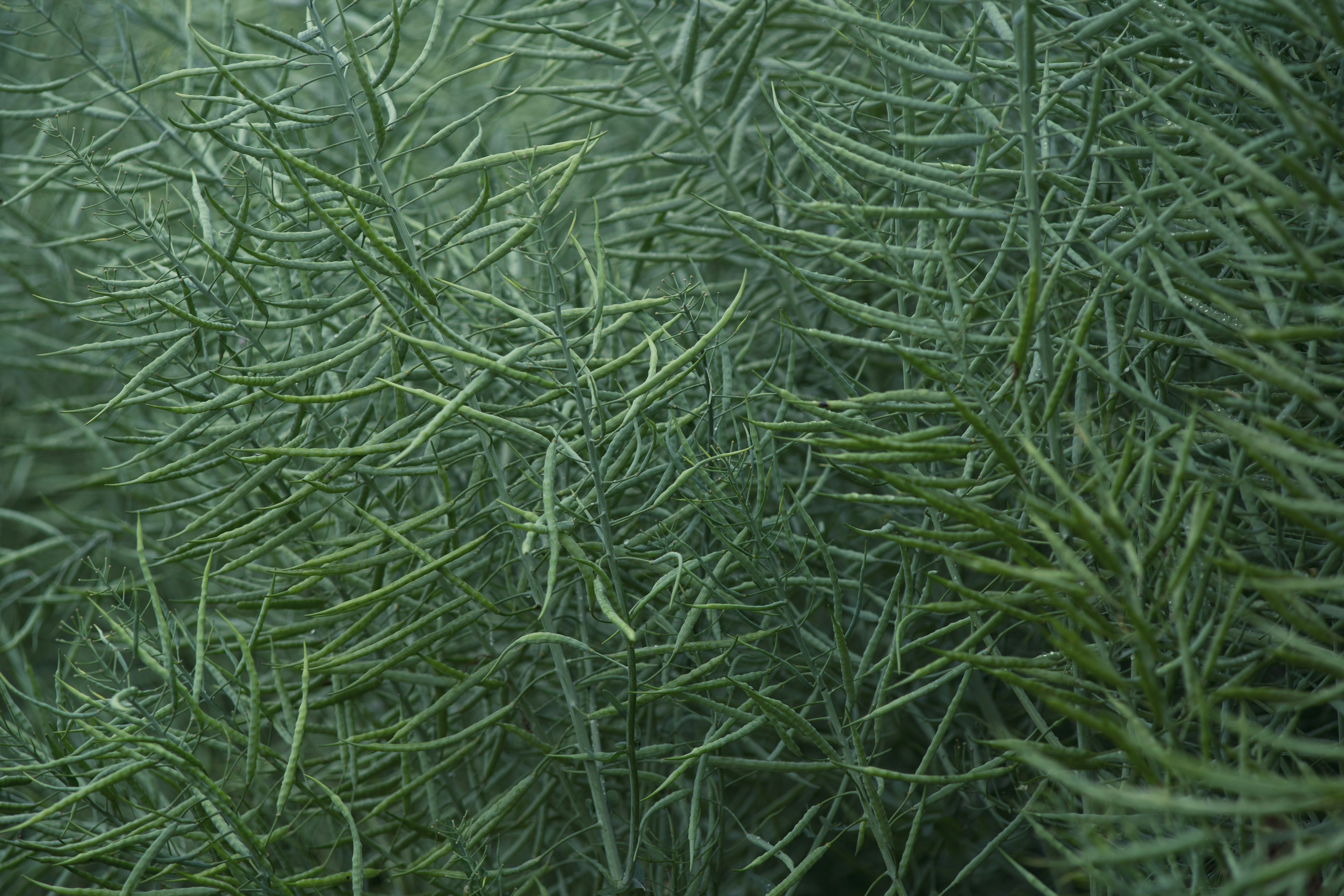 Tangled Green: A Close-Up of Oceanic Seaweed Tendrils