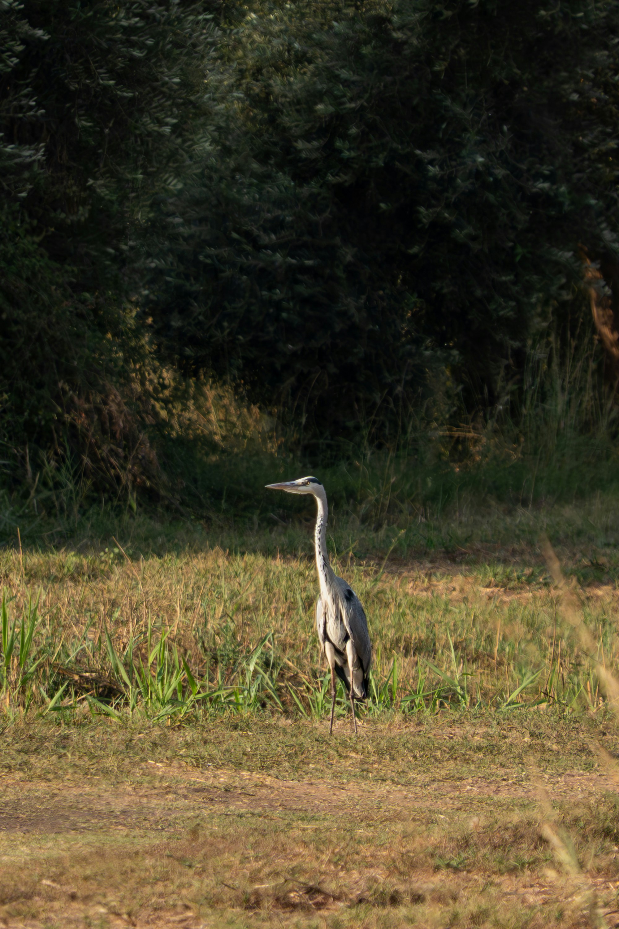 Lonely Heron Standing Guard on Dried Grass