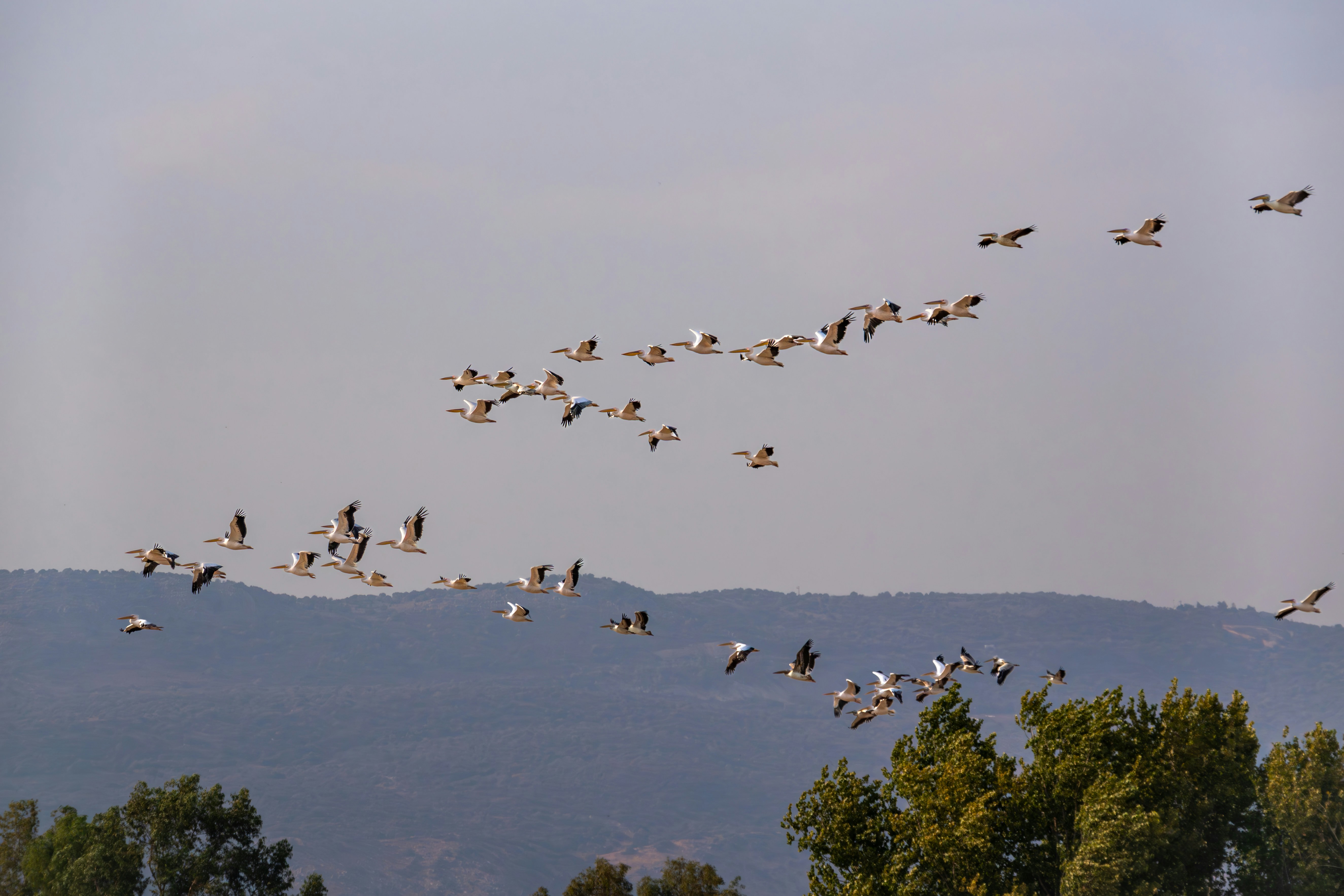V-formation over a distant ridge at dusk