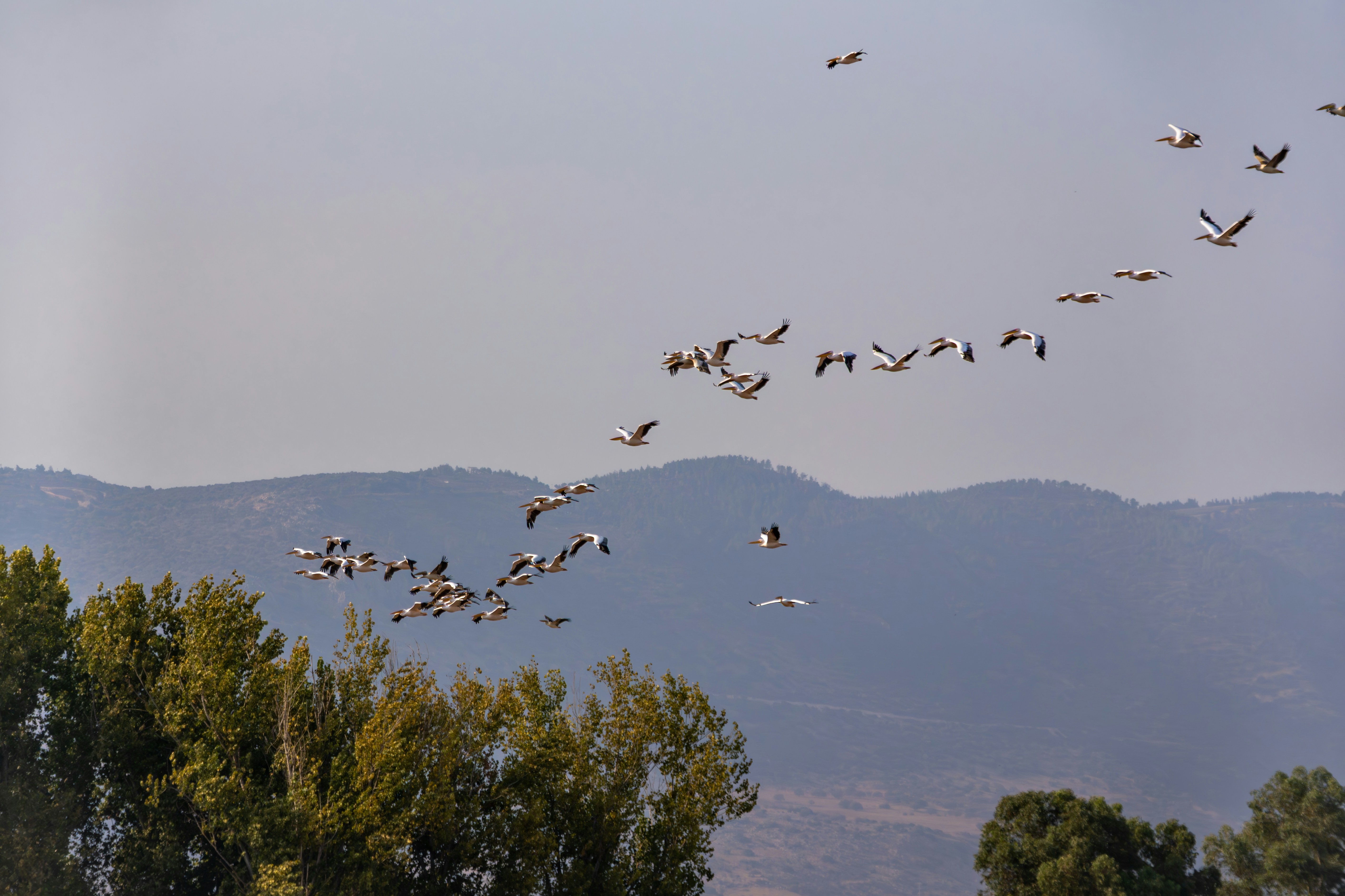 V-formation over the valley: a flock crossing the blue horizon