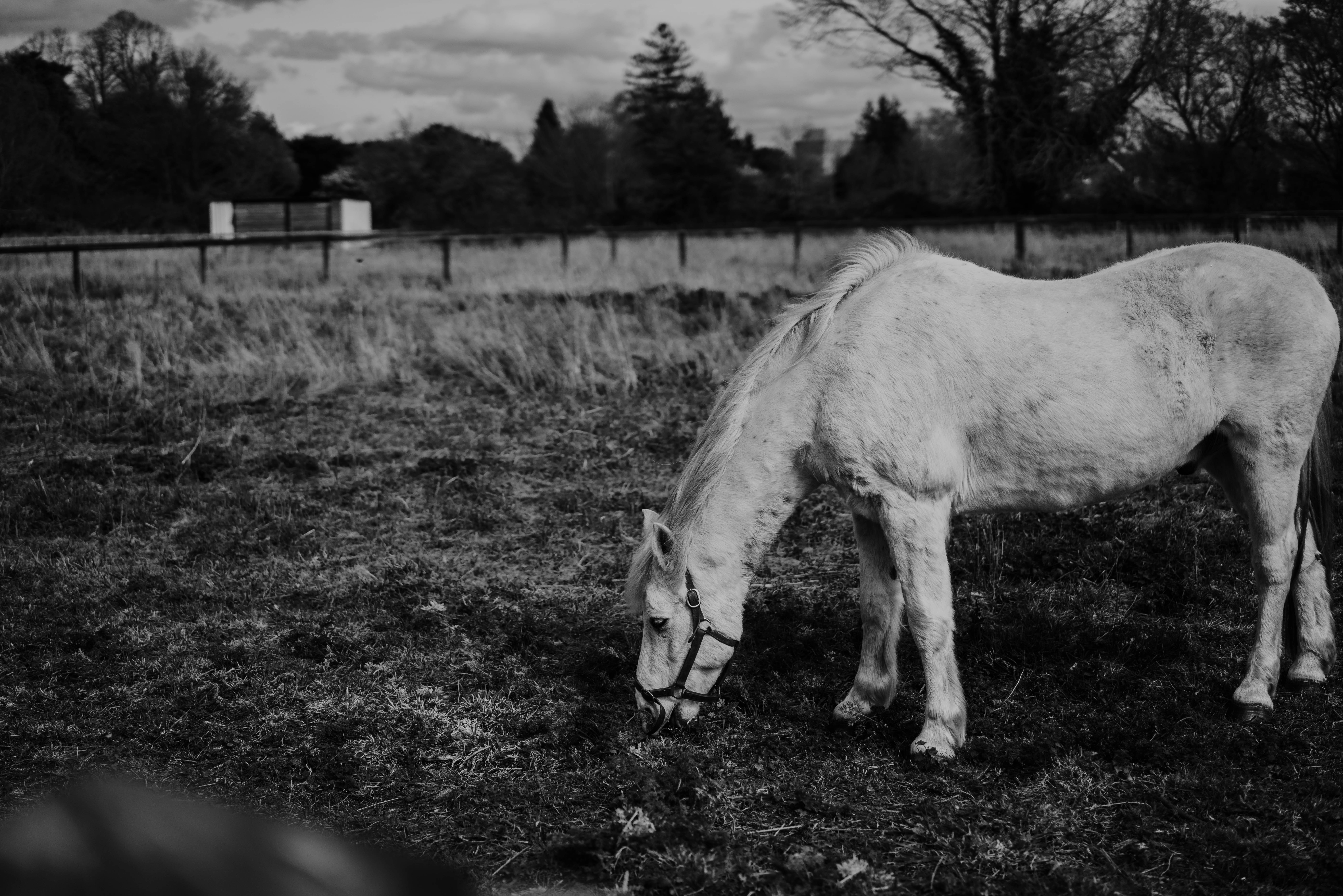 Pasture Quiet: A White Horse Nibbles the Grassy Field