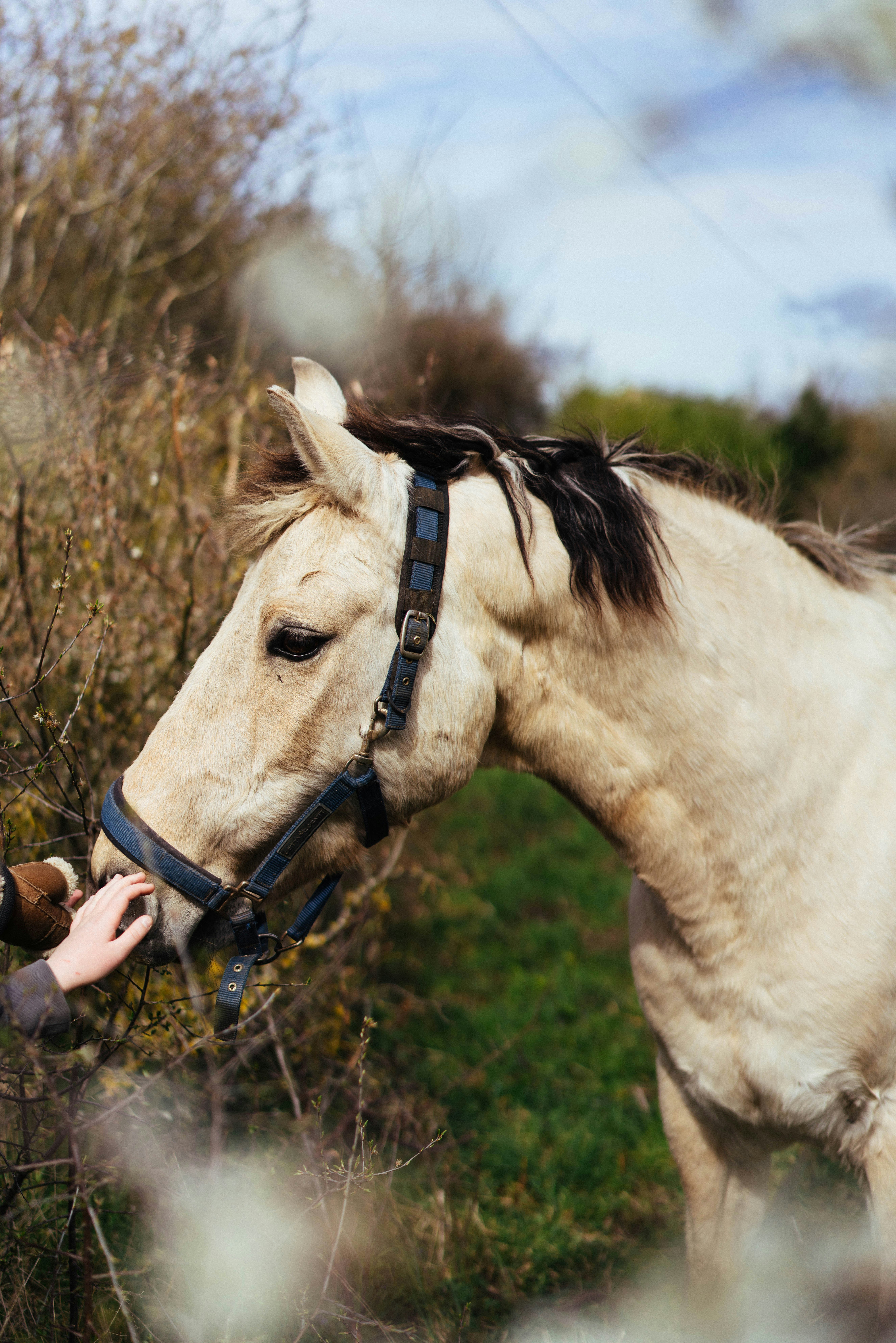 A Gentle Halt: Horse and Hand in Quiet Dialogue