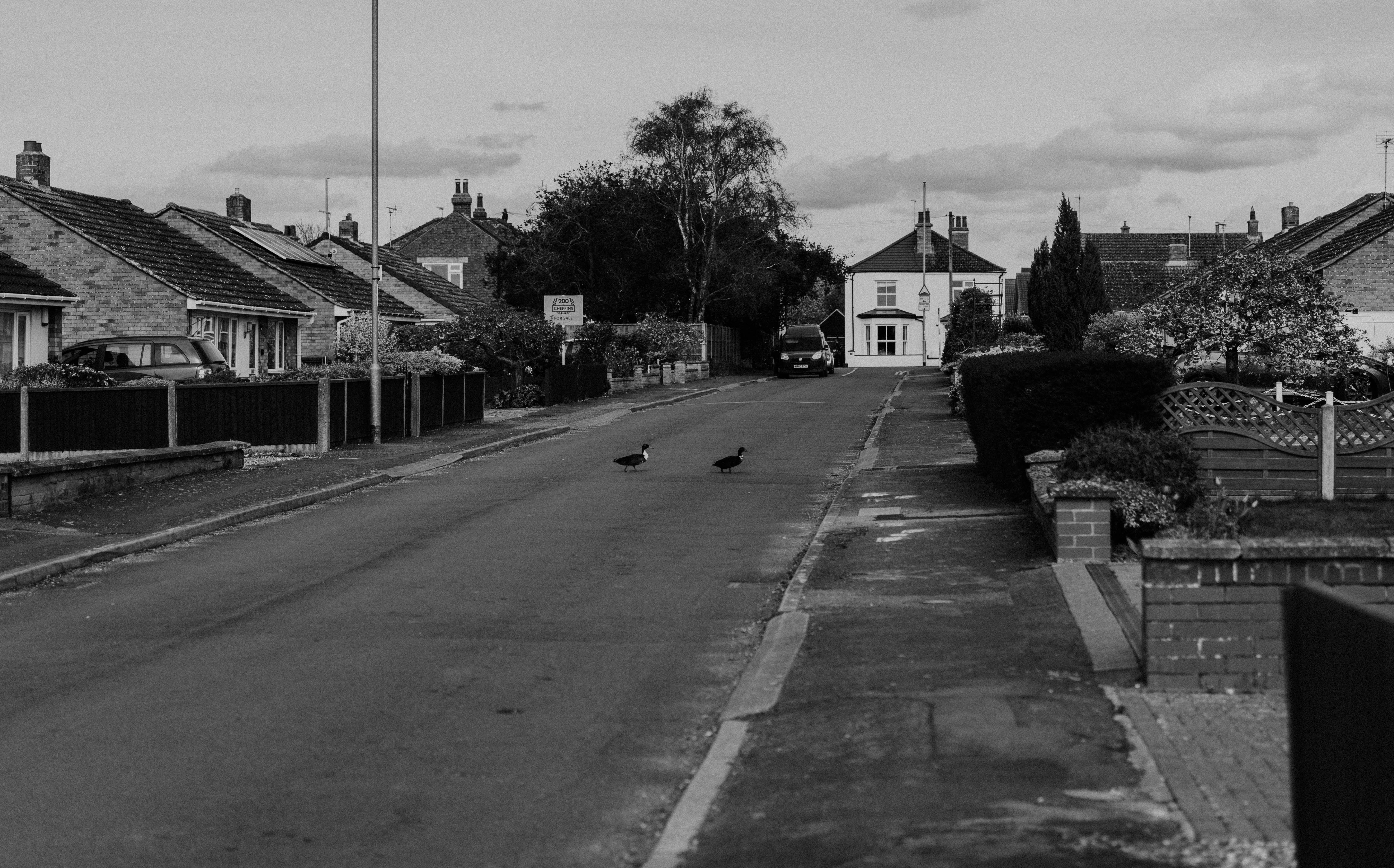 Quiet Suburban Street in Monochrome