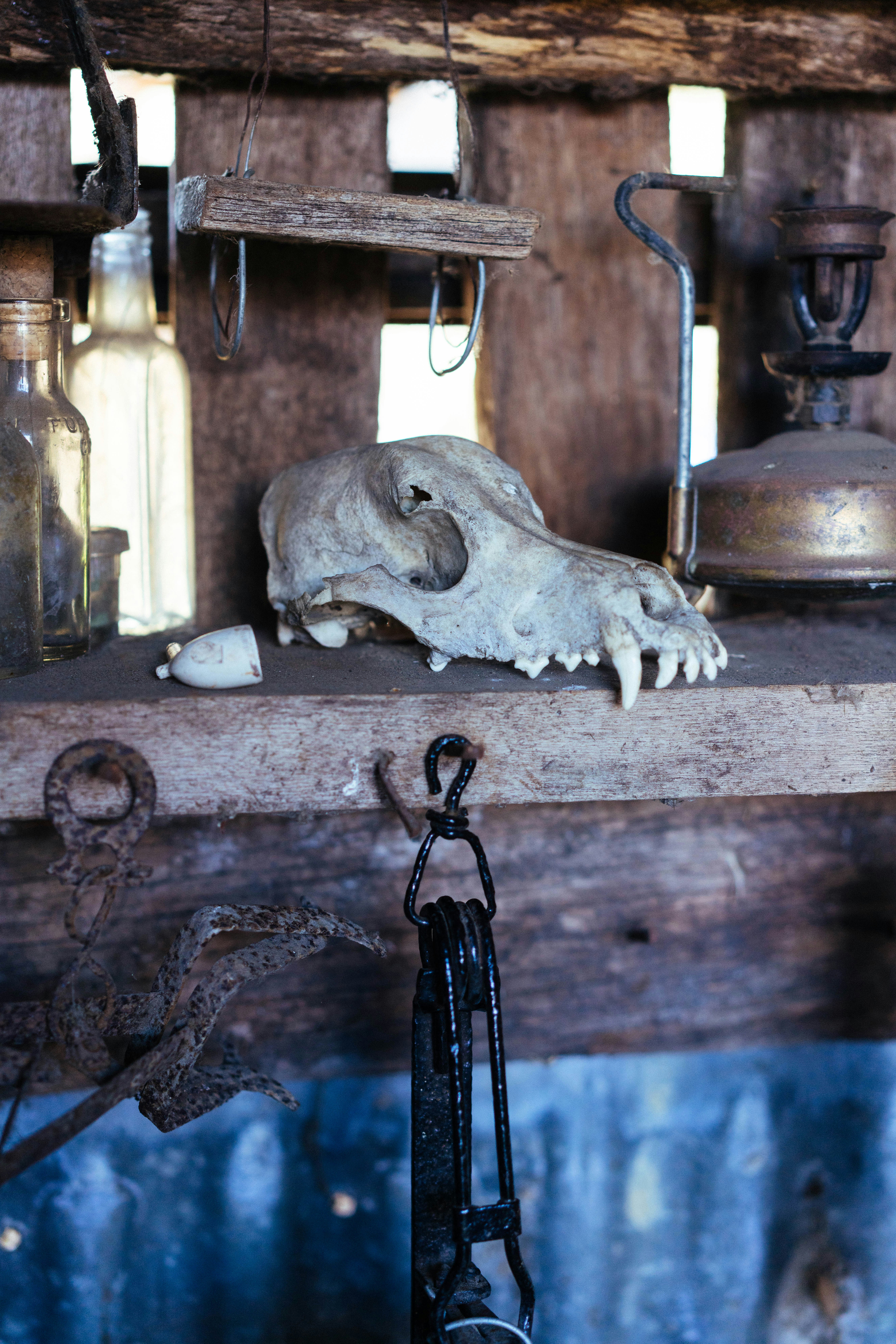 Hushed Workshop Keepsake: A Weathered Skull on a Rustic Shelf