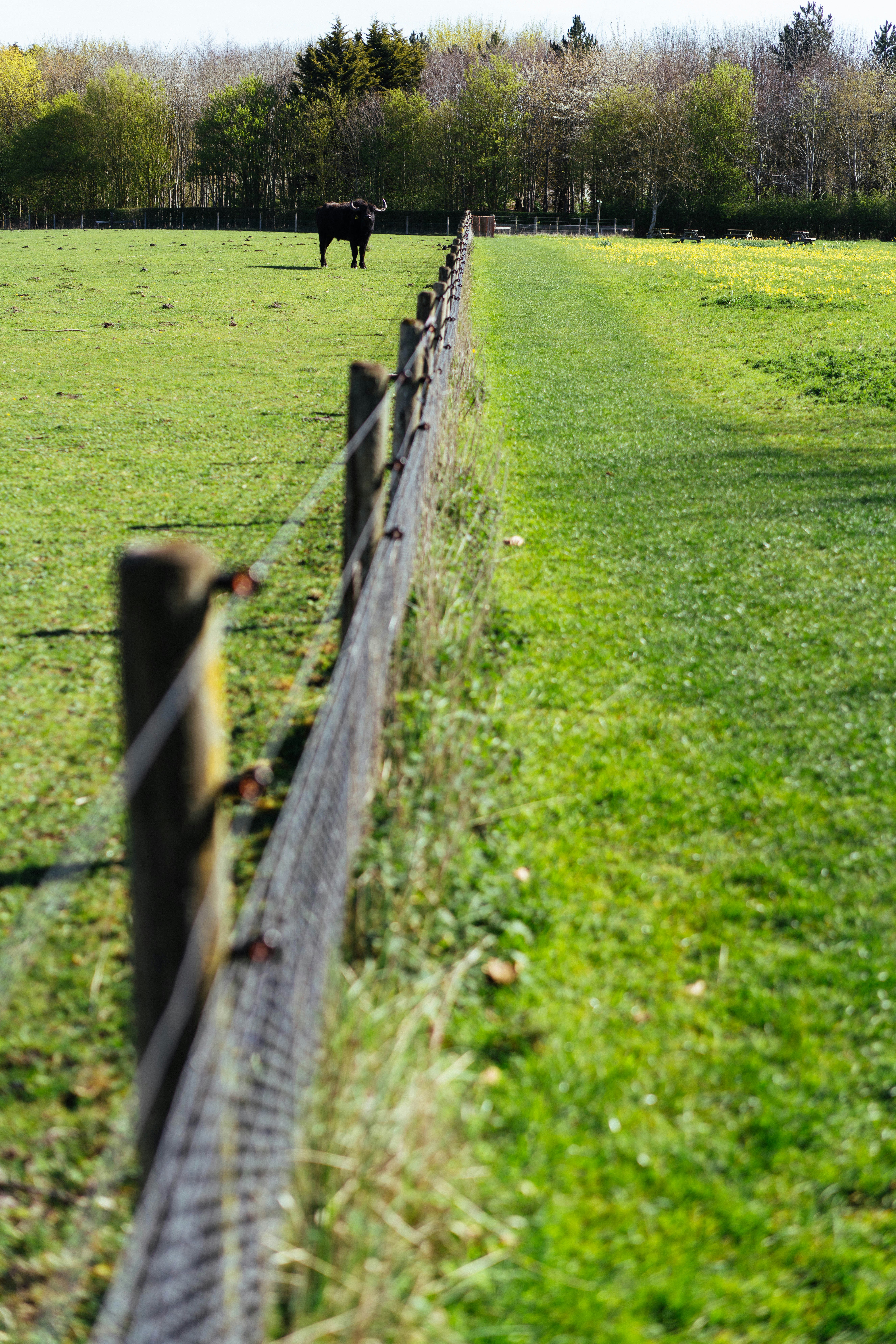 Fence Leads to a Lone Cow at the Edge of a Spring Field