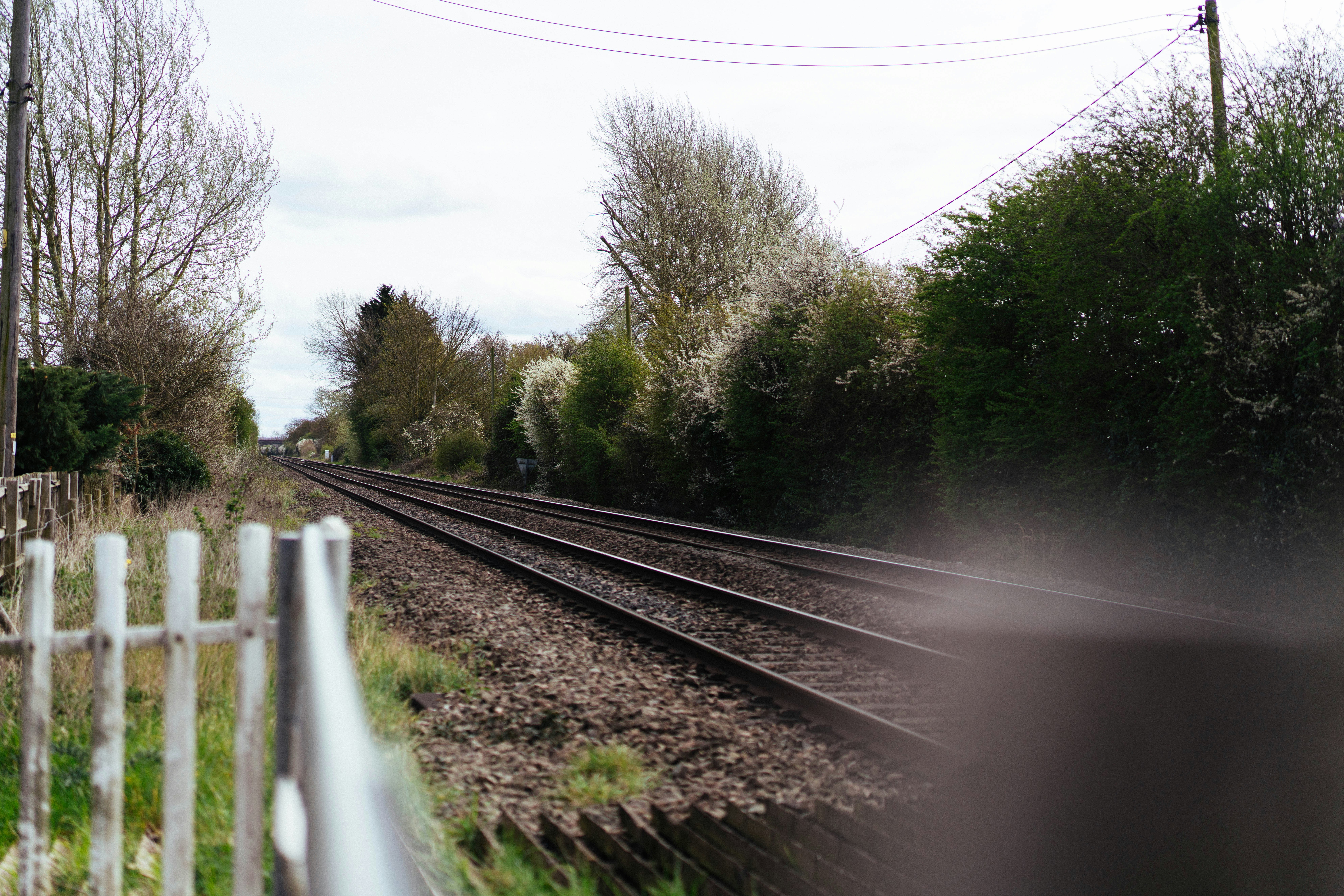 Tracks Ahead: Quiet Horizon Framed by Foliage