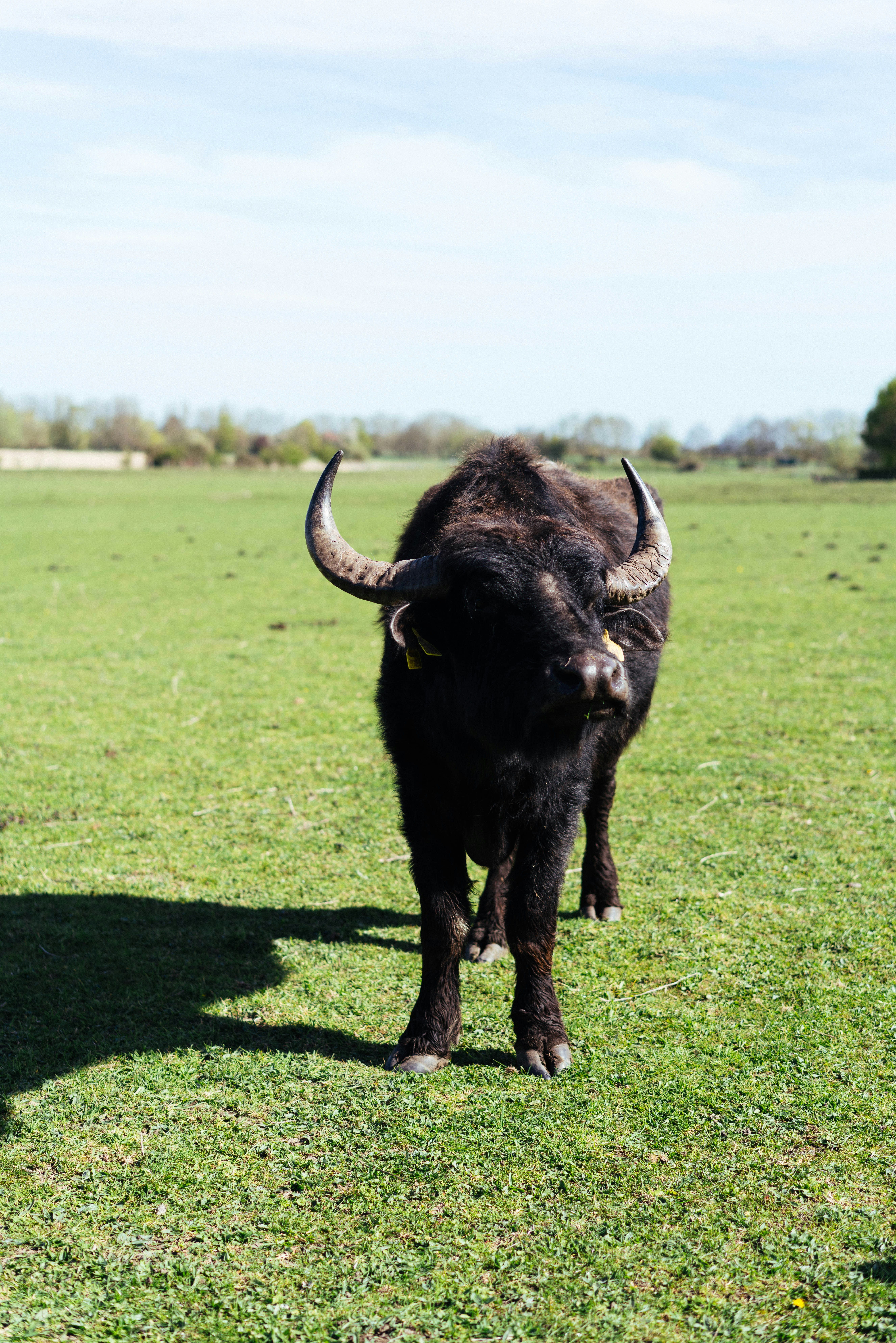 Bull in a Sunlit Pasture: A Striding Stare