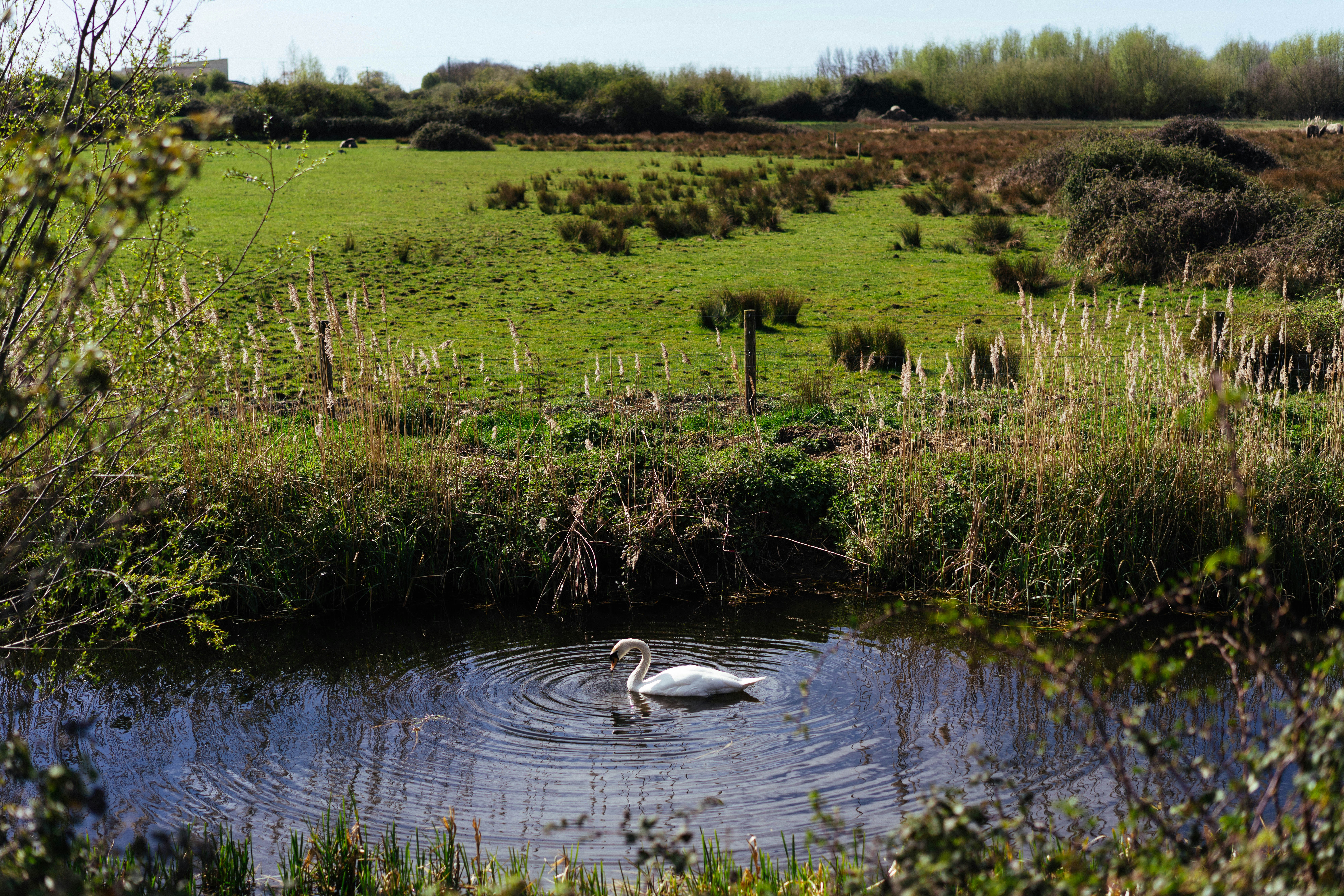 A lone swan on a calm marsh under a bright field sky