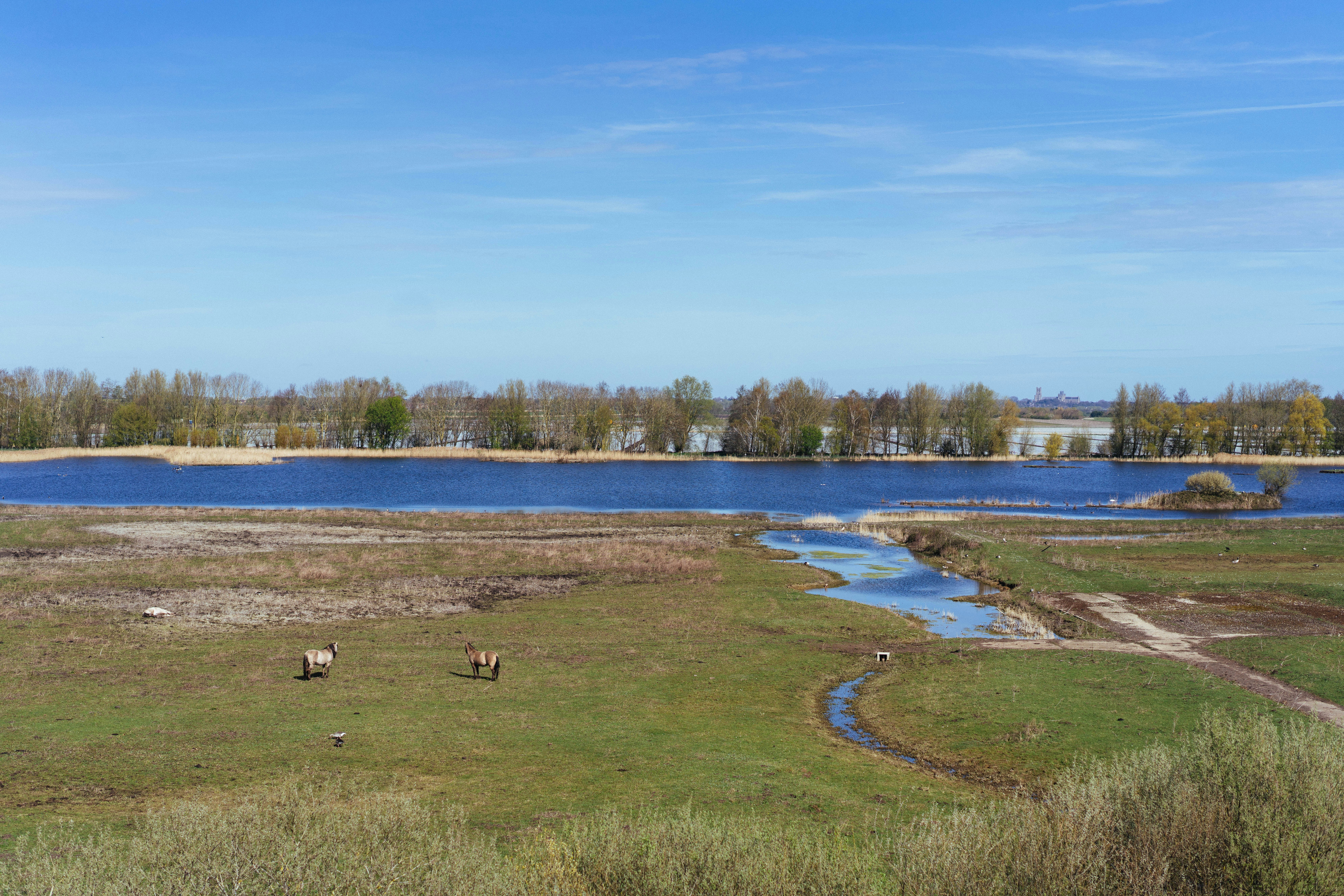Pasture by the River: Cattle, Dunes, and a Quiet Waterway