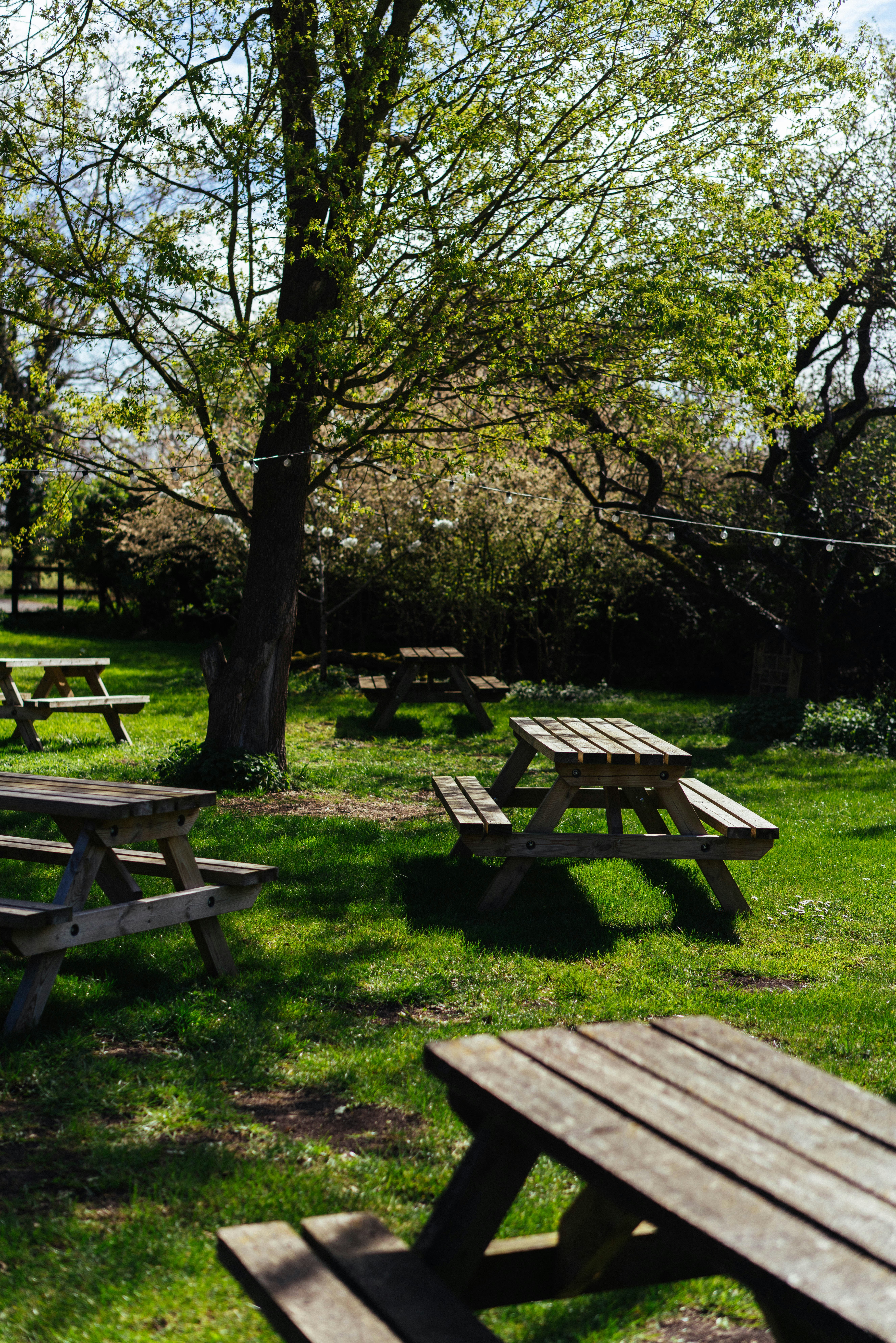 Picnic Grove in Gentle Spring Light