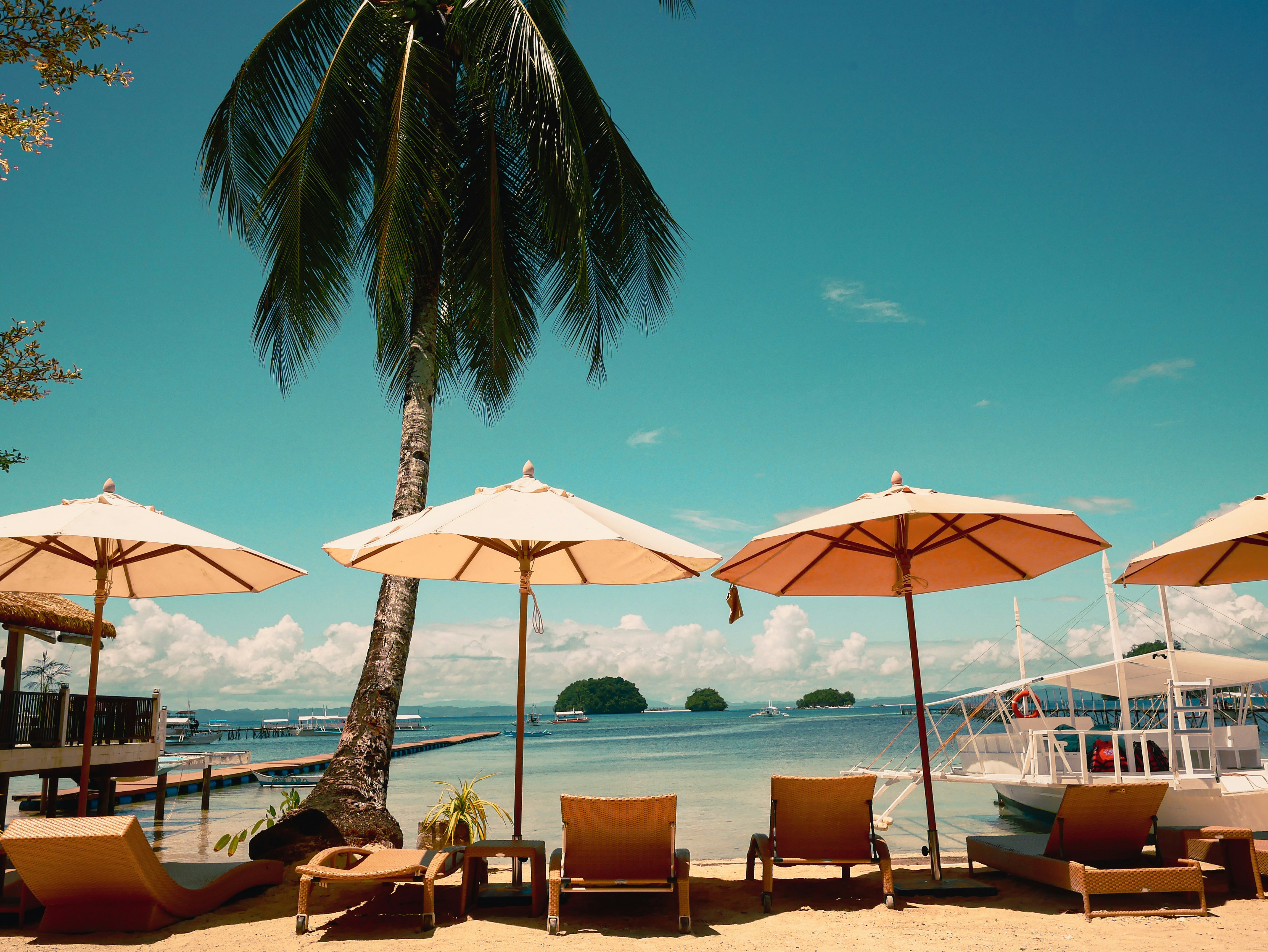 Palm-arched Shoreline: Loungers, Umbrellas, and a Calm Sea