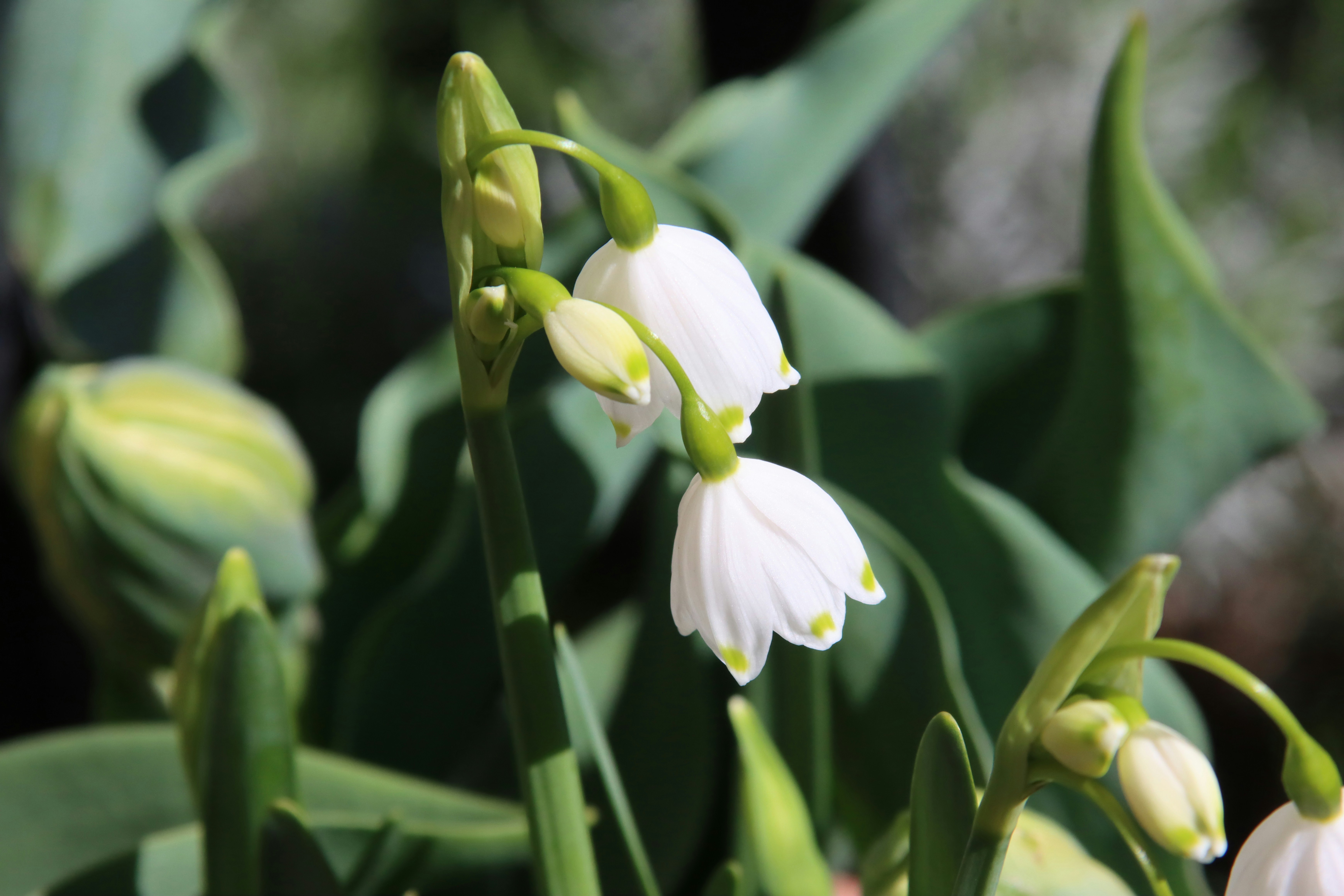 Whispering Tulips: Delicate Bellflowers in Soft Backlight