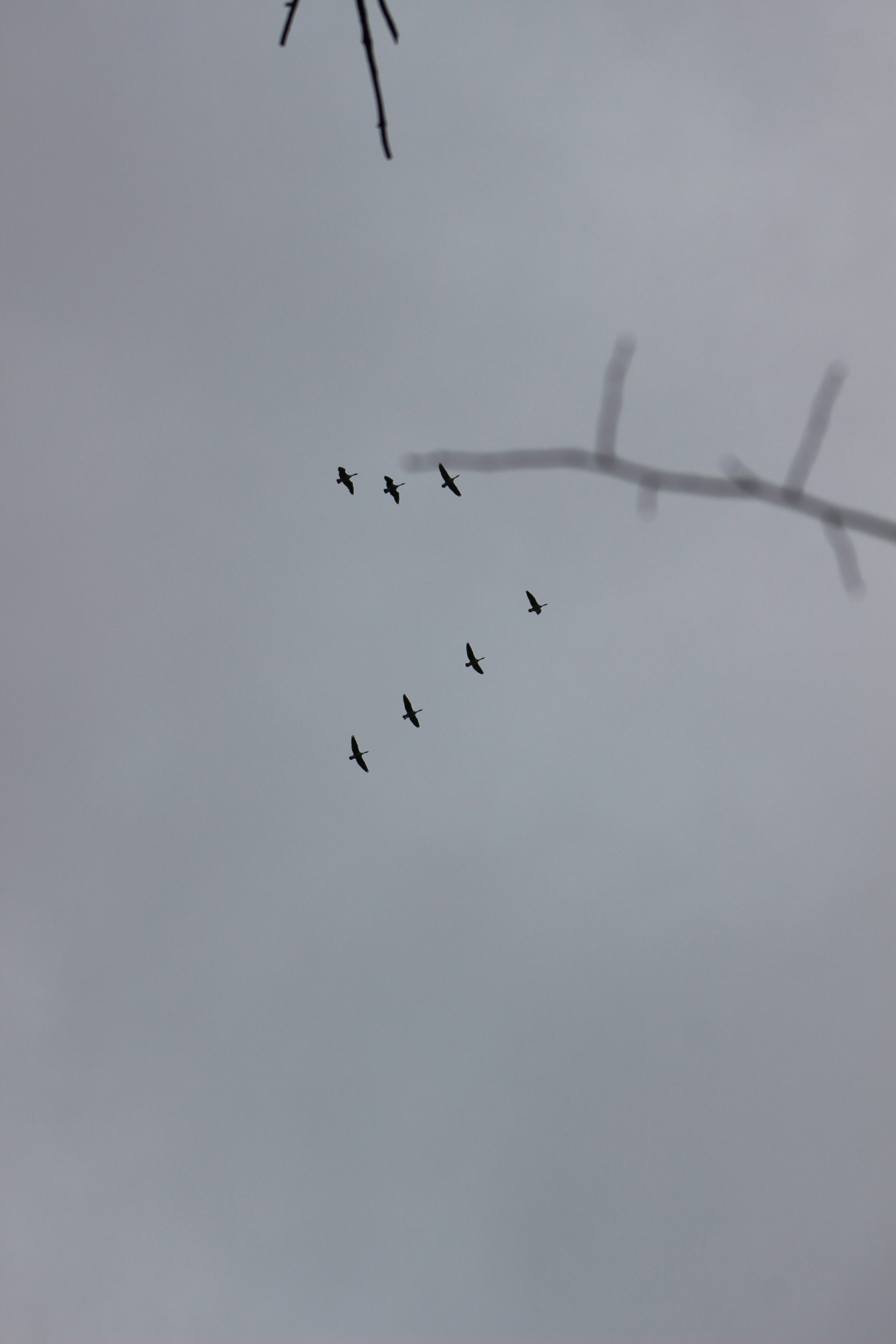 V-formation in a pale sky above a sleeping branch