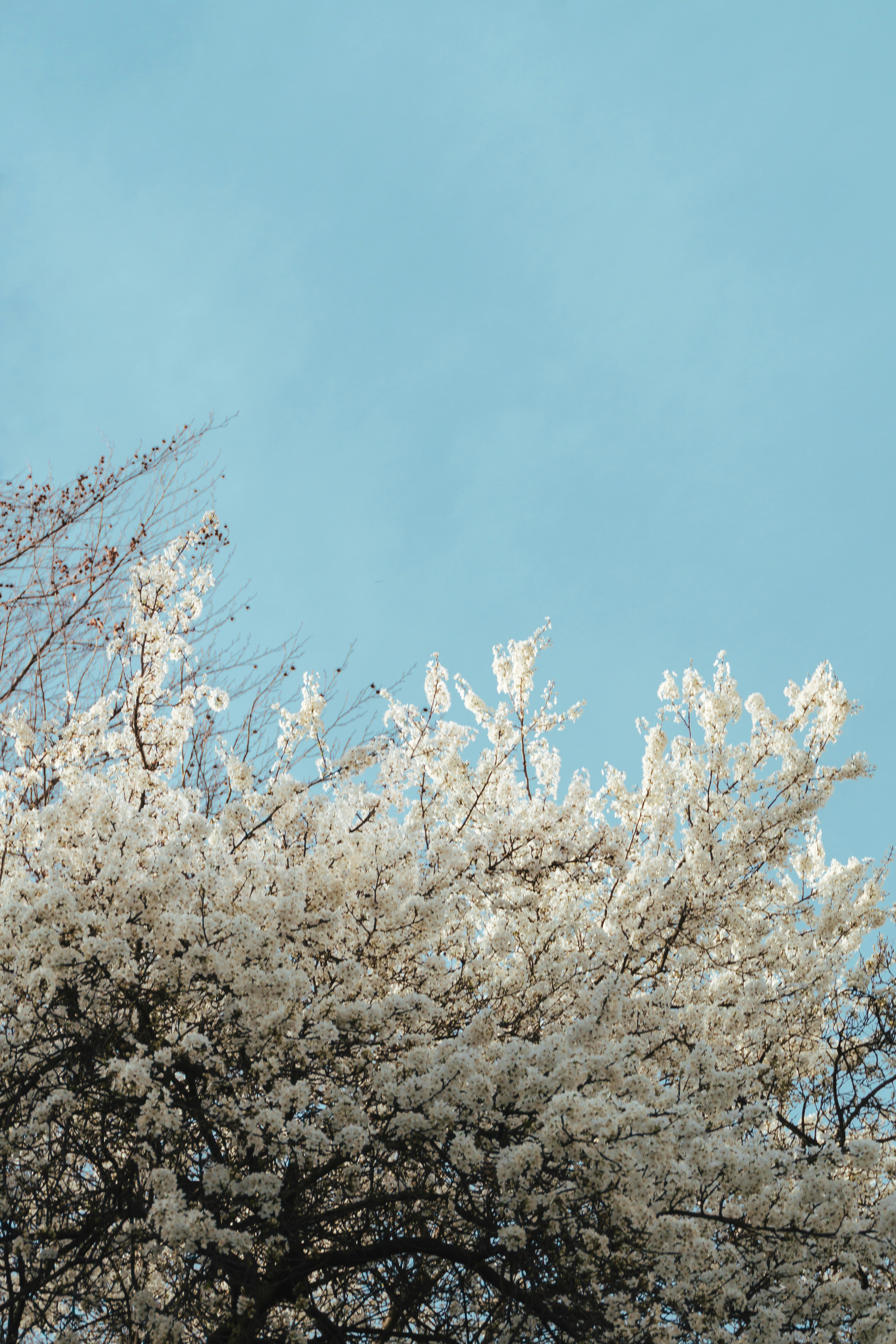Blossom Crown Against a Clear Spring Sky