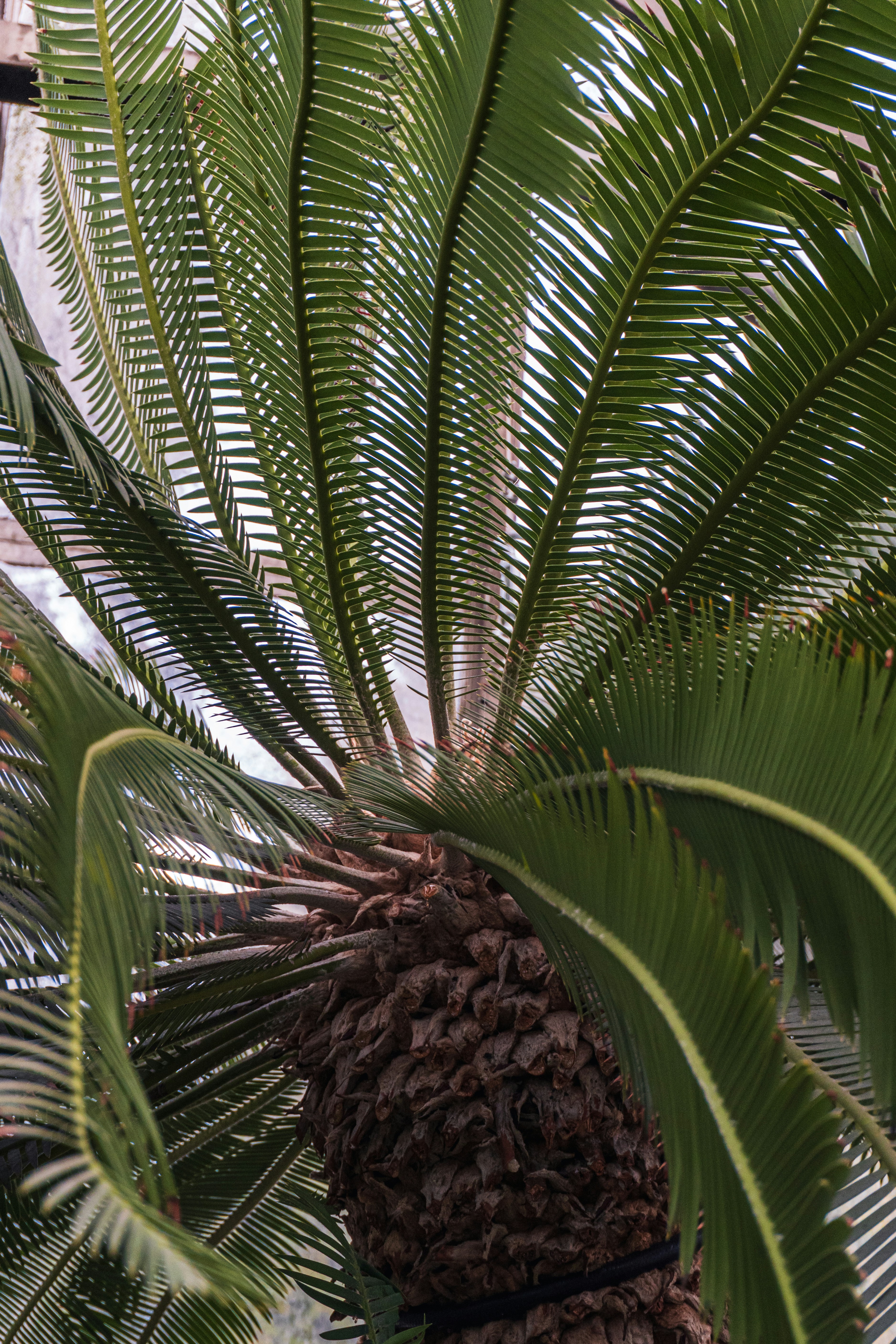 Fronds Converge: Texture and Trunk in a Palm Crown