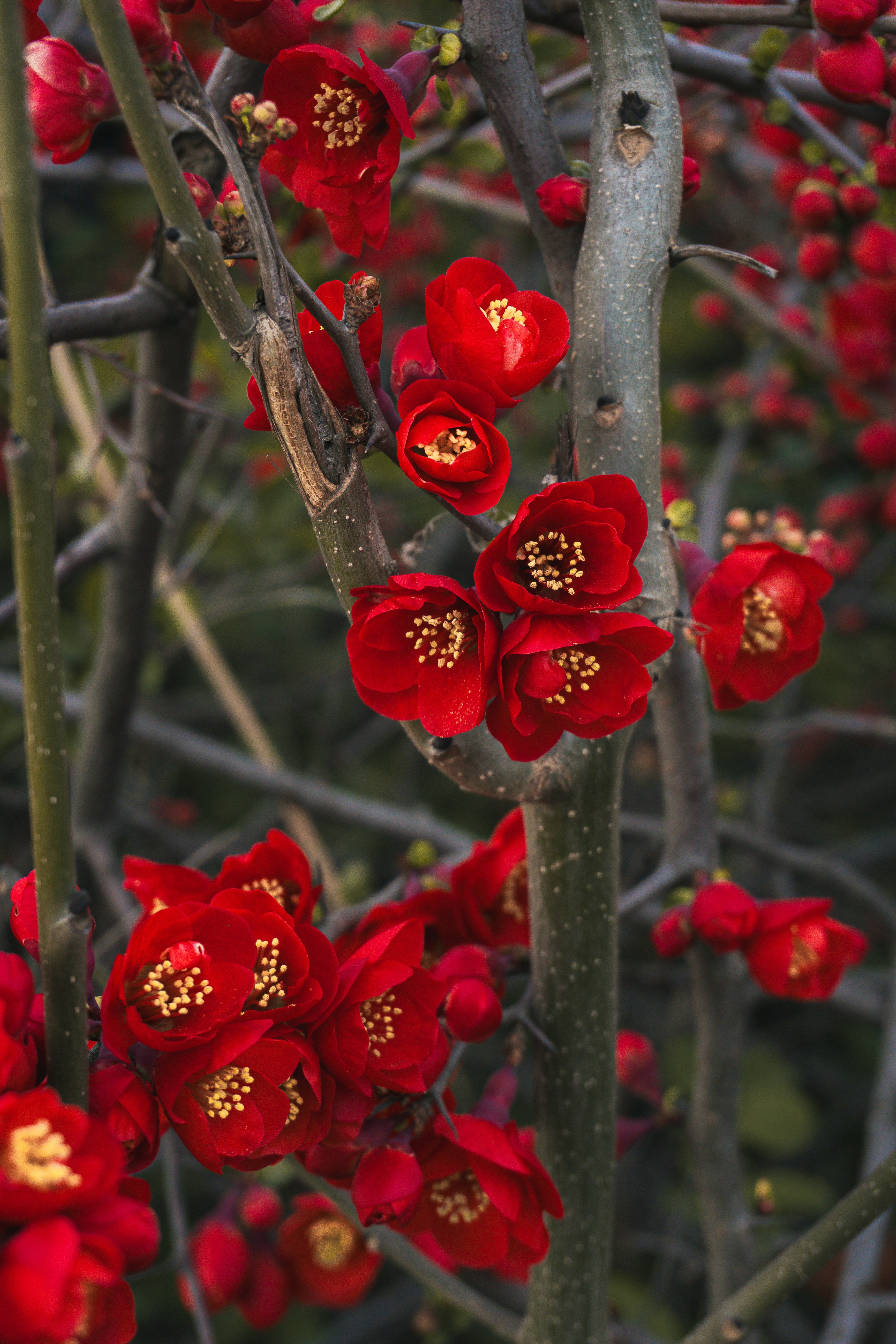 Red blossom chorus on a bare-branched frame