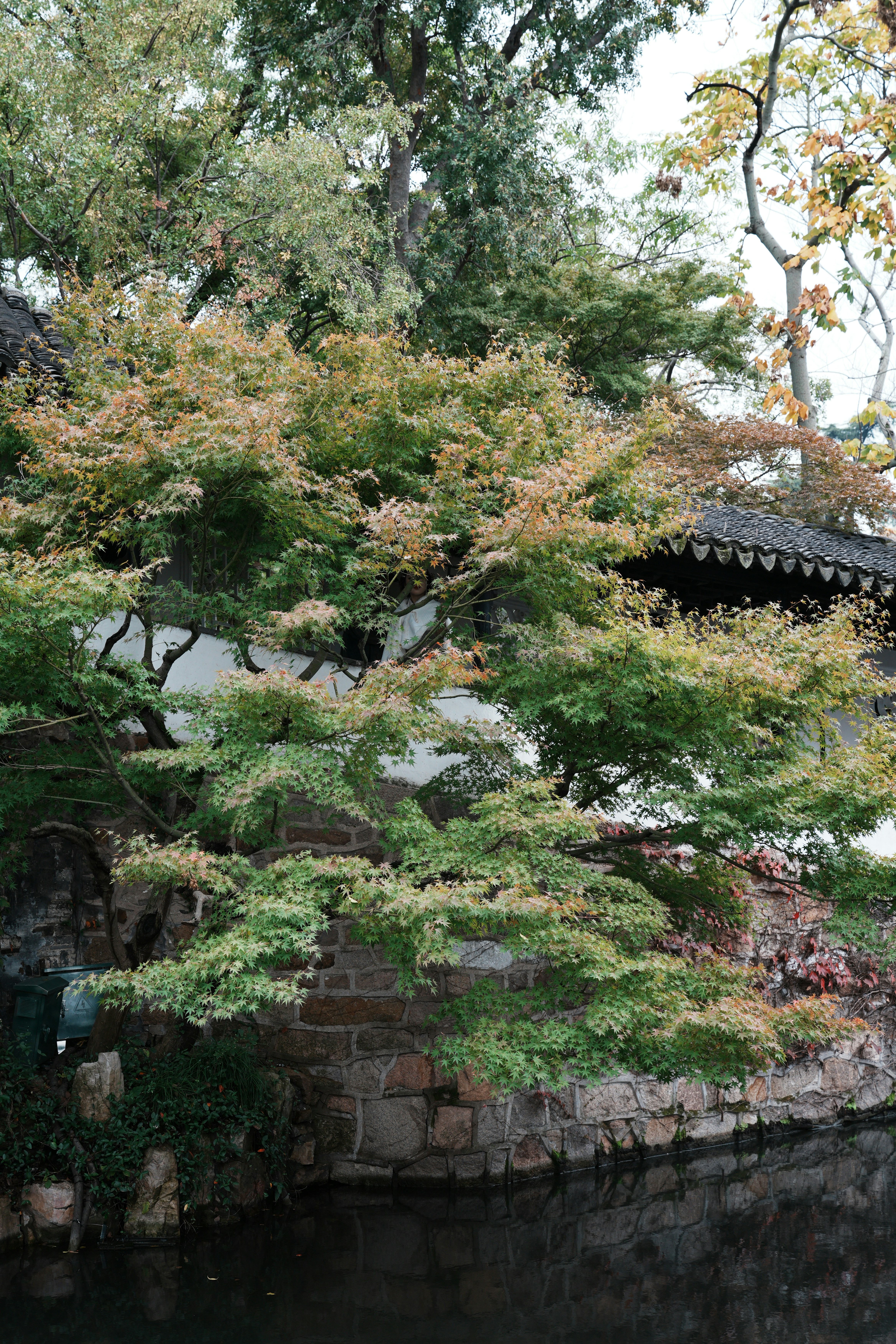 Autumn Maple over a Tranquil Stone Wall