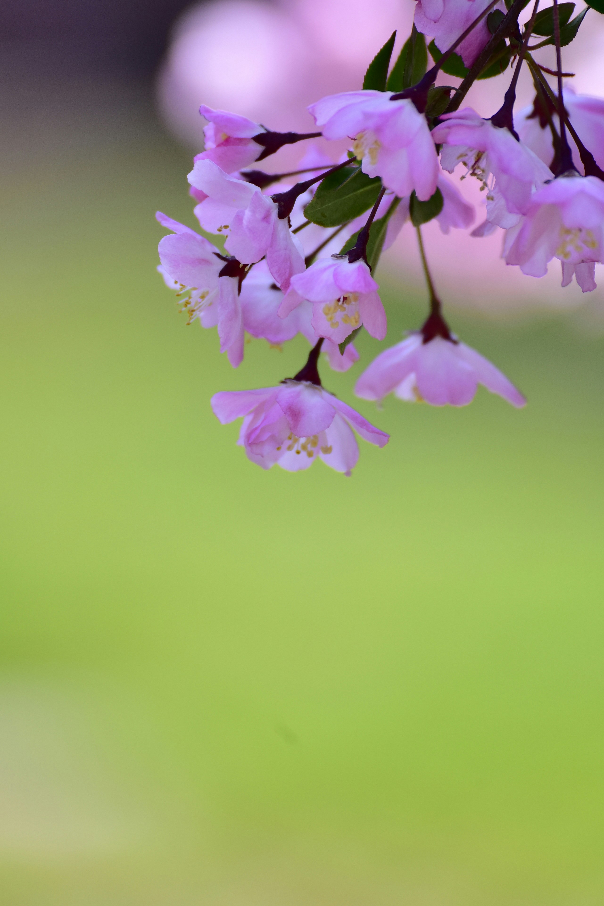 Pink blossoms dipping into a soft green blur