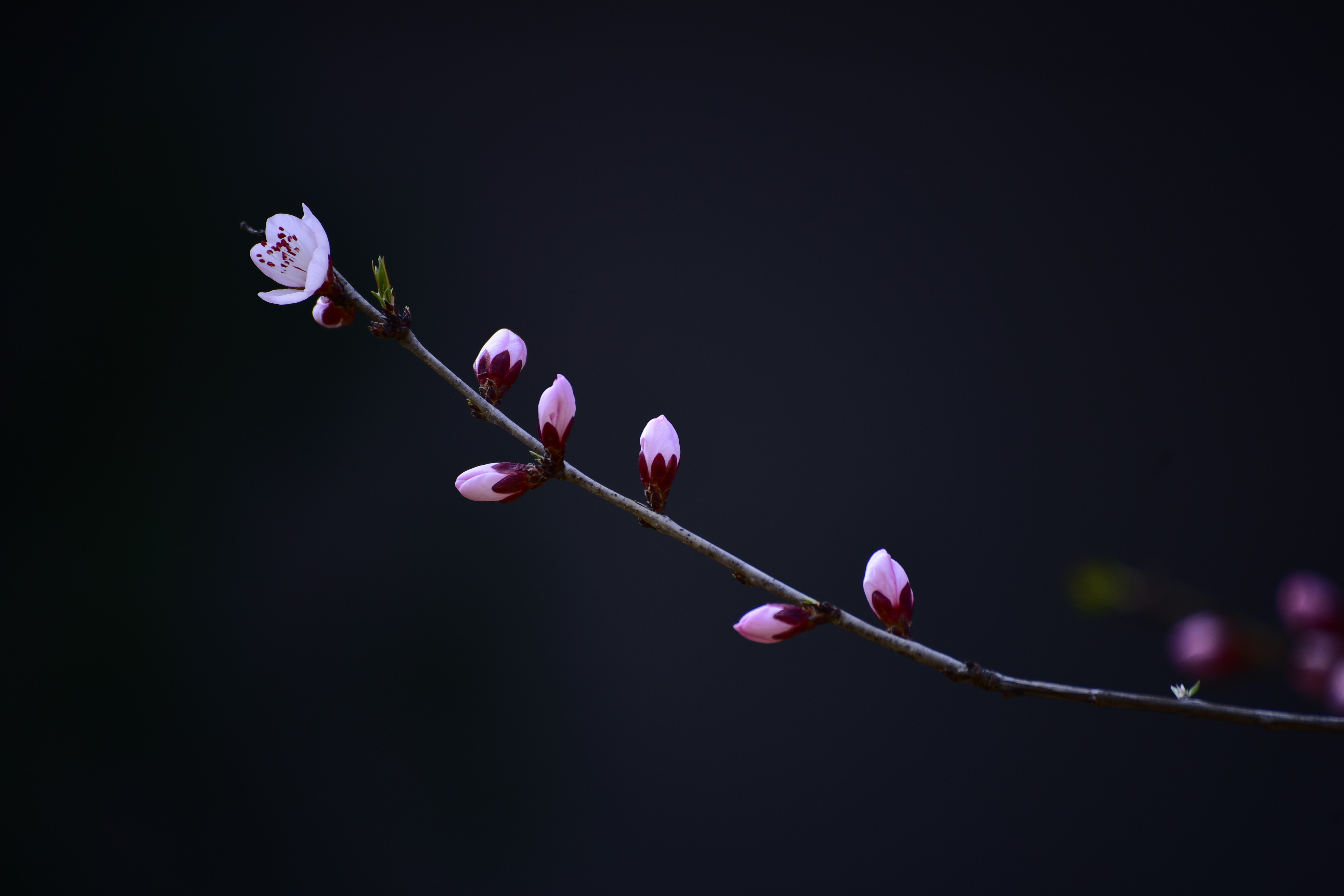 First Bloom on a Dark Branch