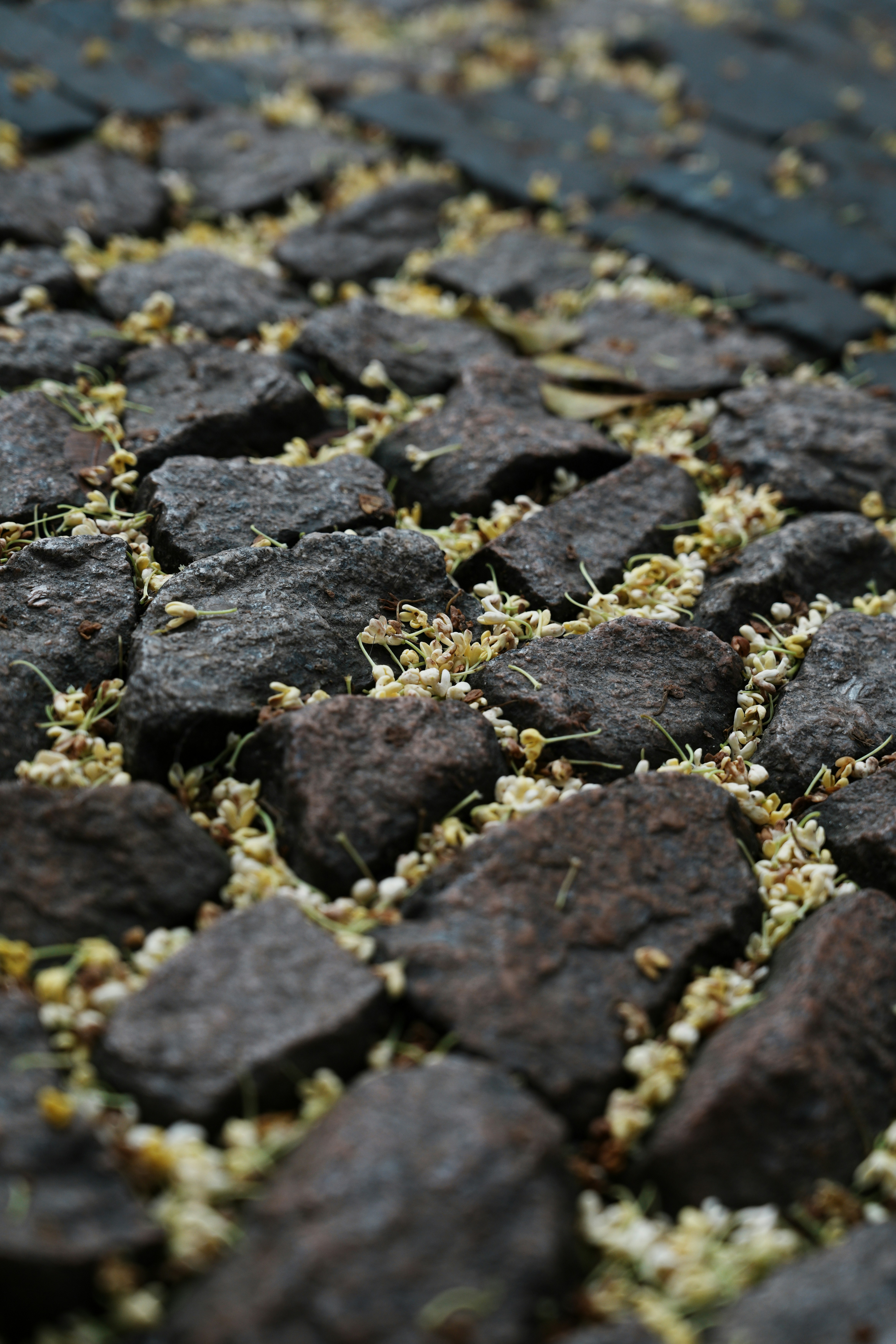 Rugged Cobblestones under Delicate Off-White Bloom