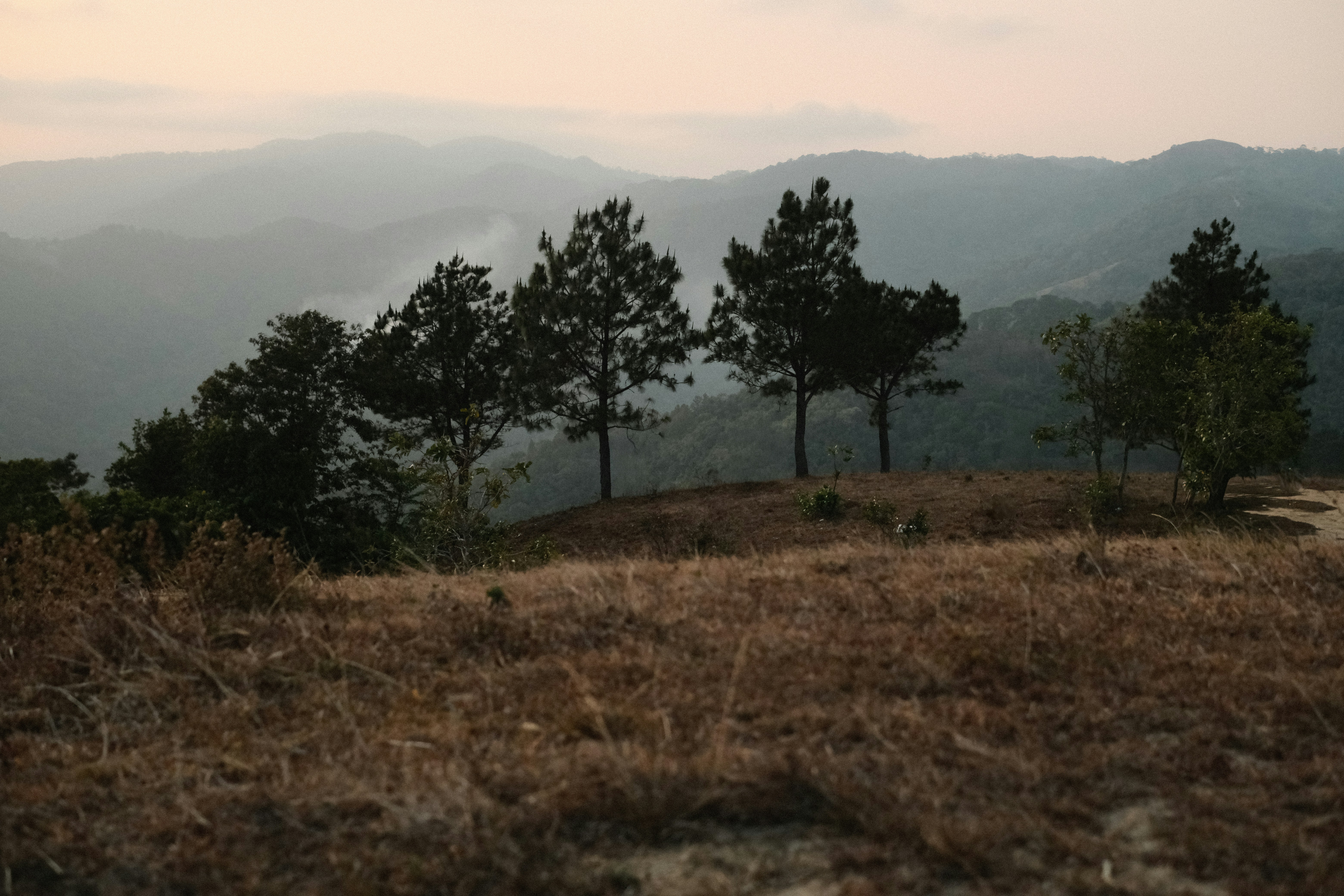 Line of Pines at Dusk Ridge