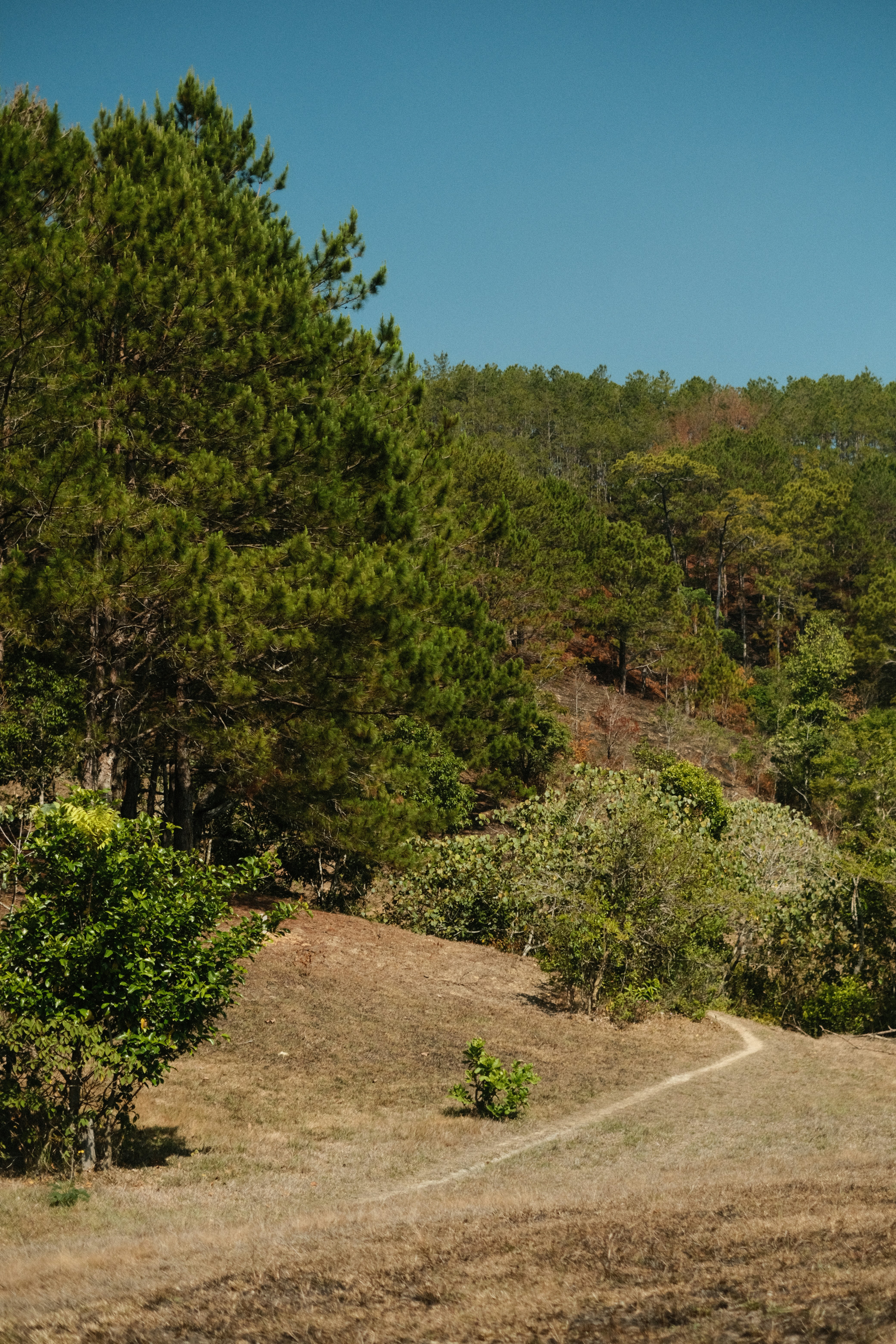 Winding Path Through A Pine-Studded hillside