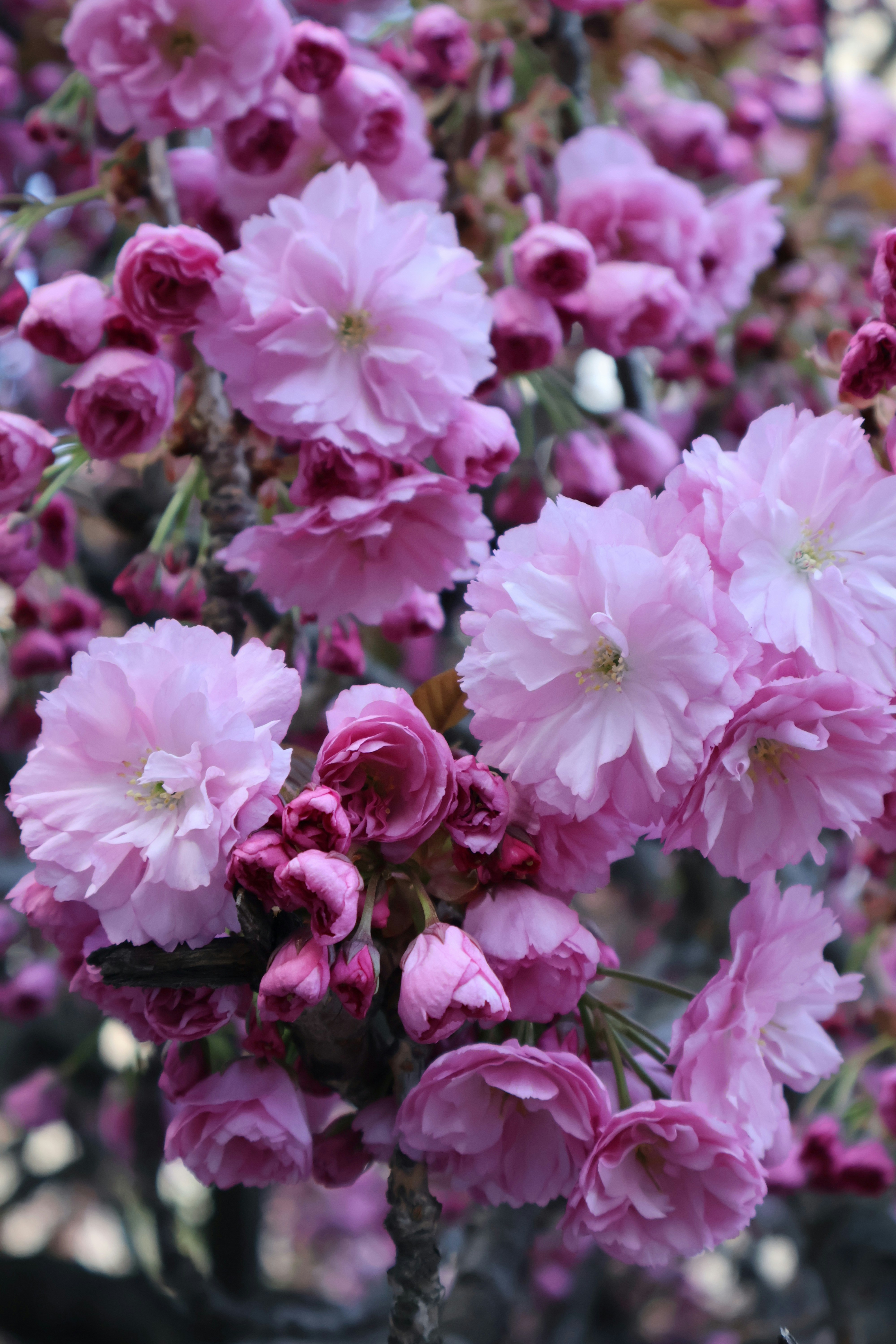 Blush Bloom Cascade: A Cluster of Pink Double-Flowers in Soft Focus