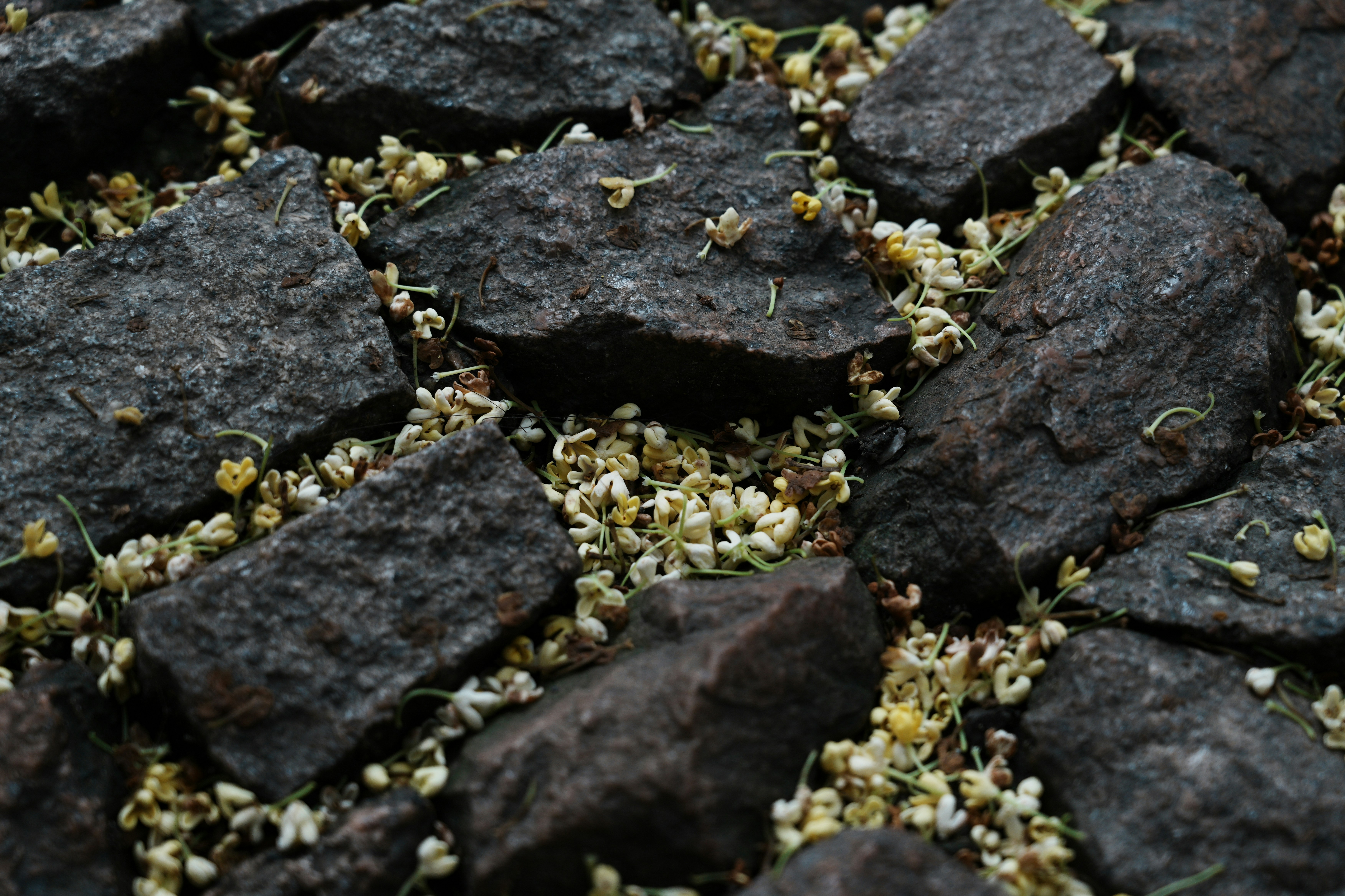 Rugged Pebbles and Daisies: A Close Encounter with Dark Basalt Fragments