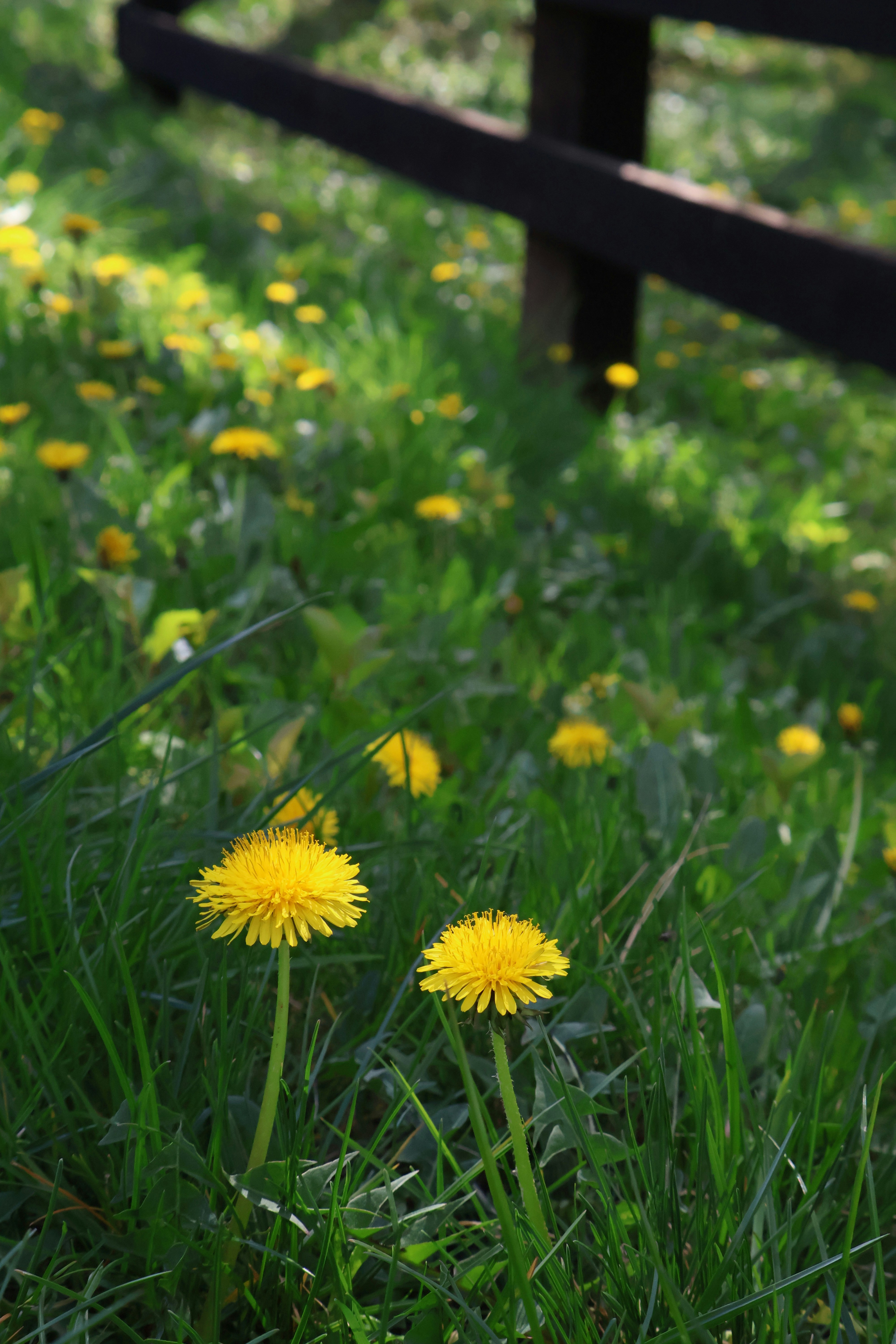 Golden Dandelions in Warm Meadow Light by a Wooden Fence