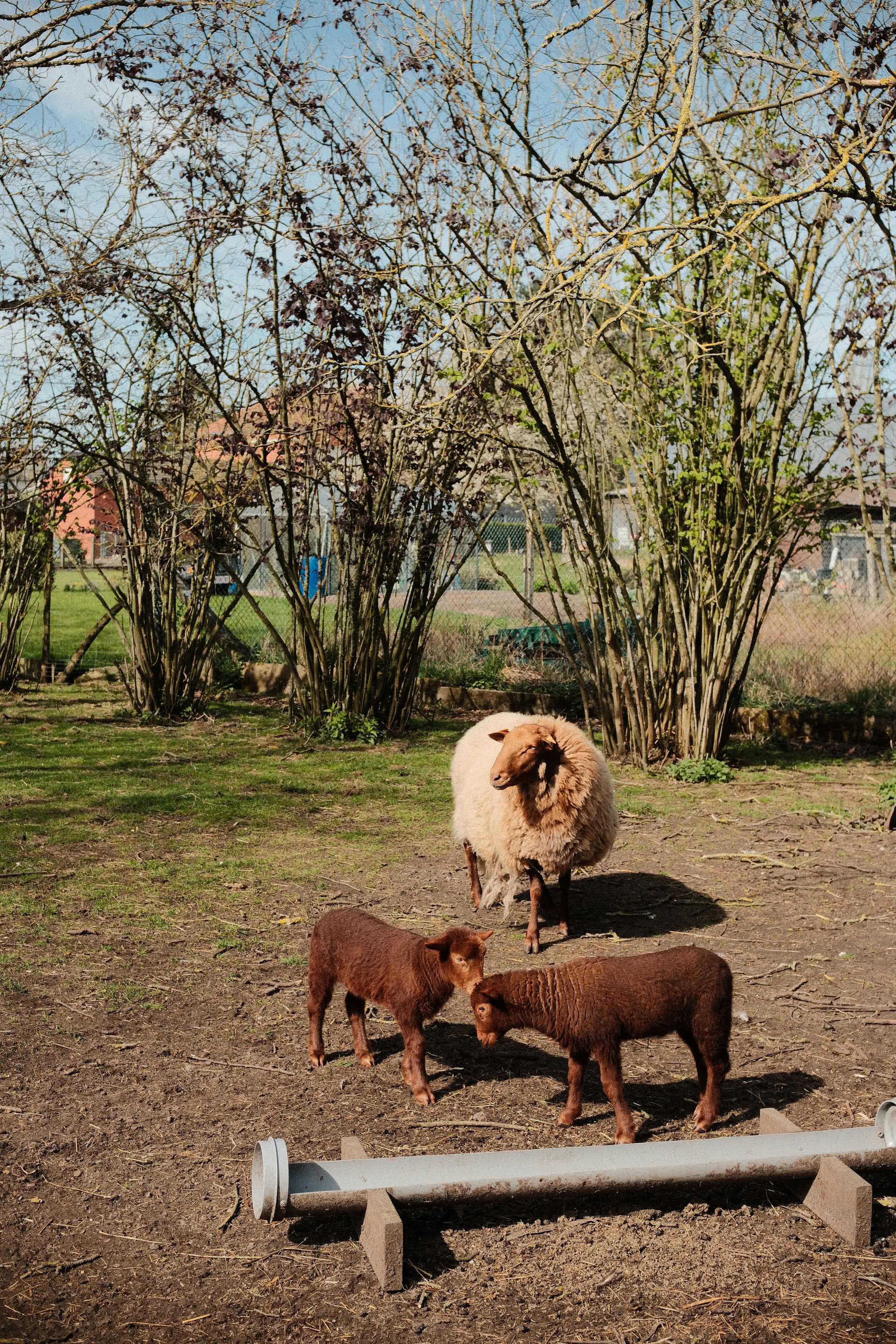 Lambs and Sheep in the Yard: Calm Pasture with Sparse Trees