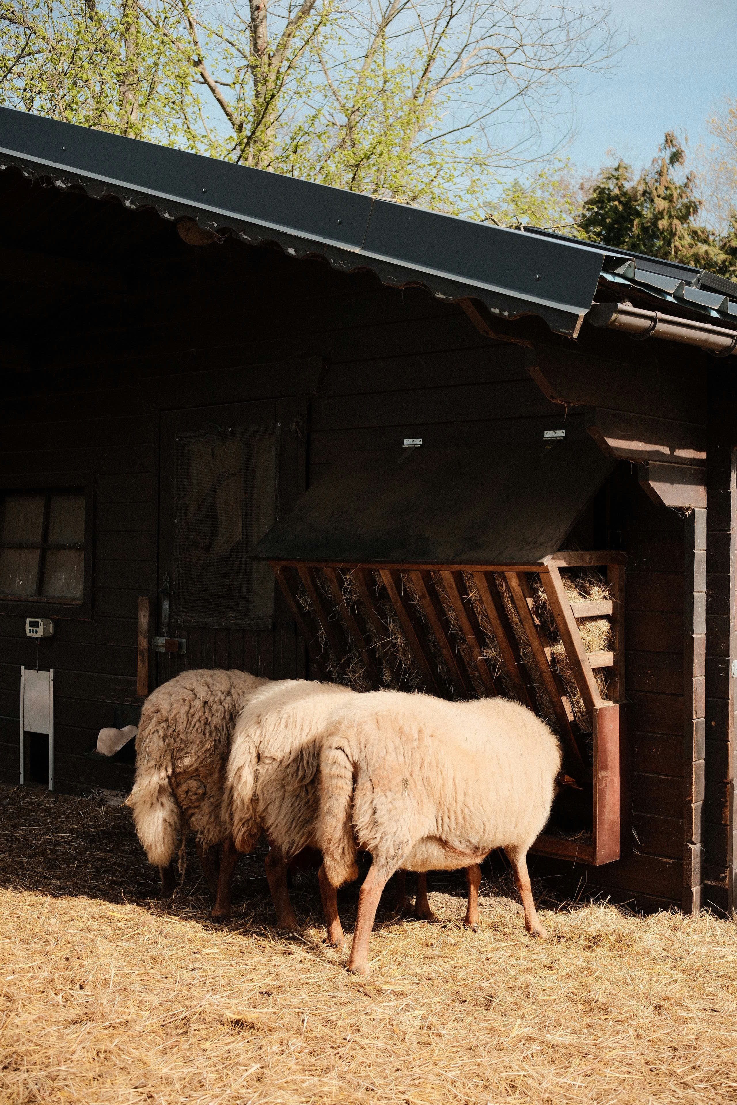 Pasture Guests: Sheep by the Stable at Dusk