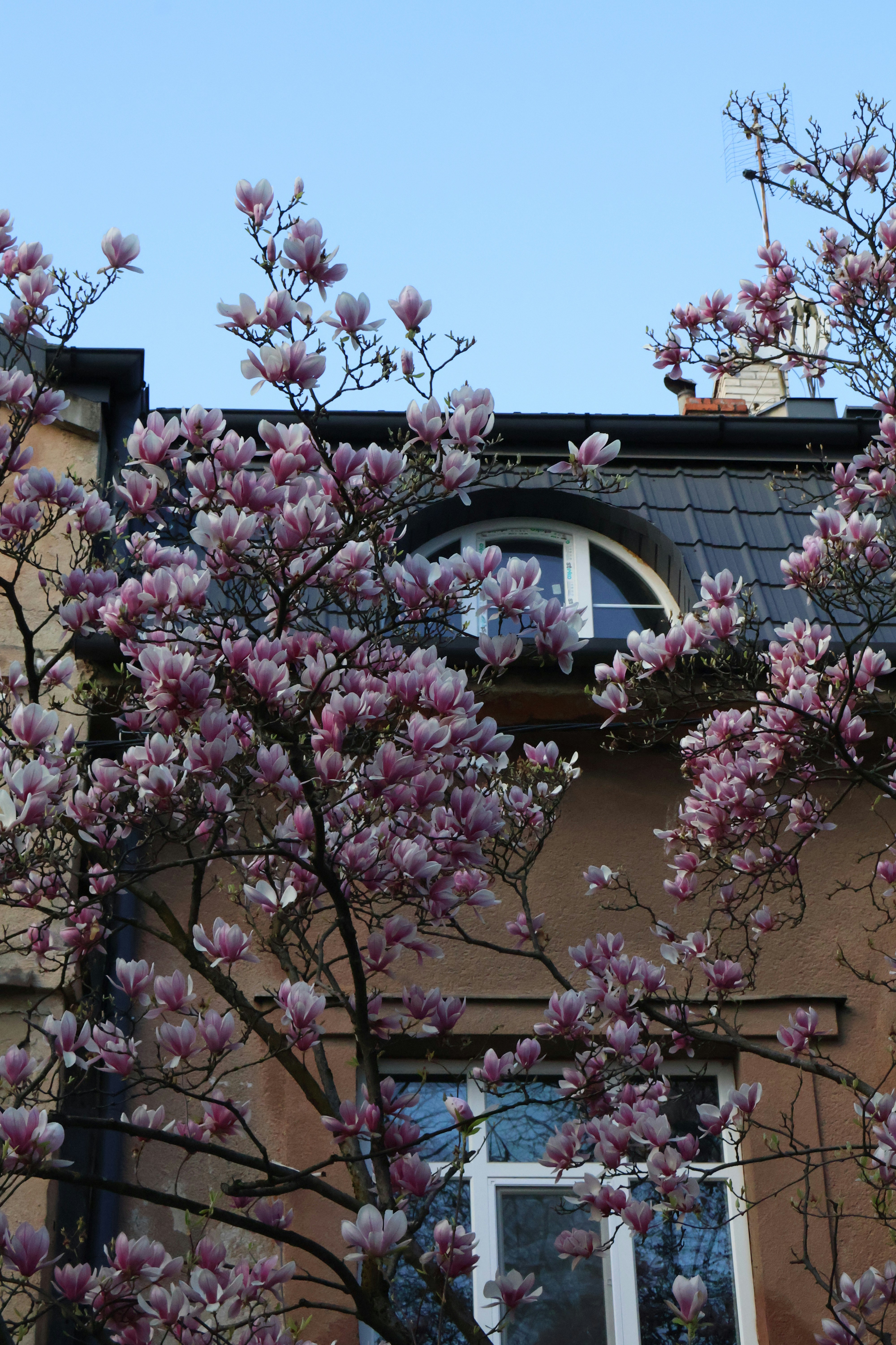 Magnolia Tangle on a Sunny Facade